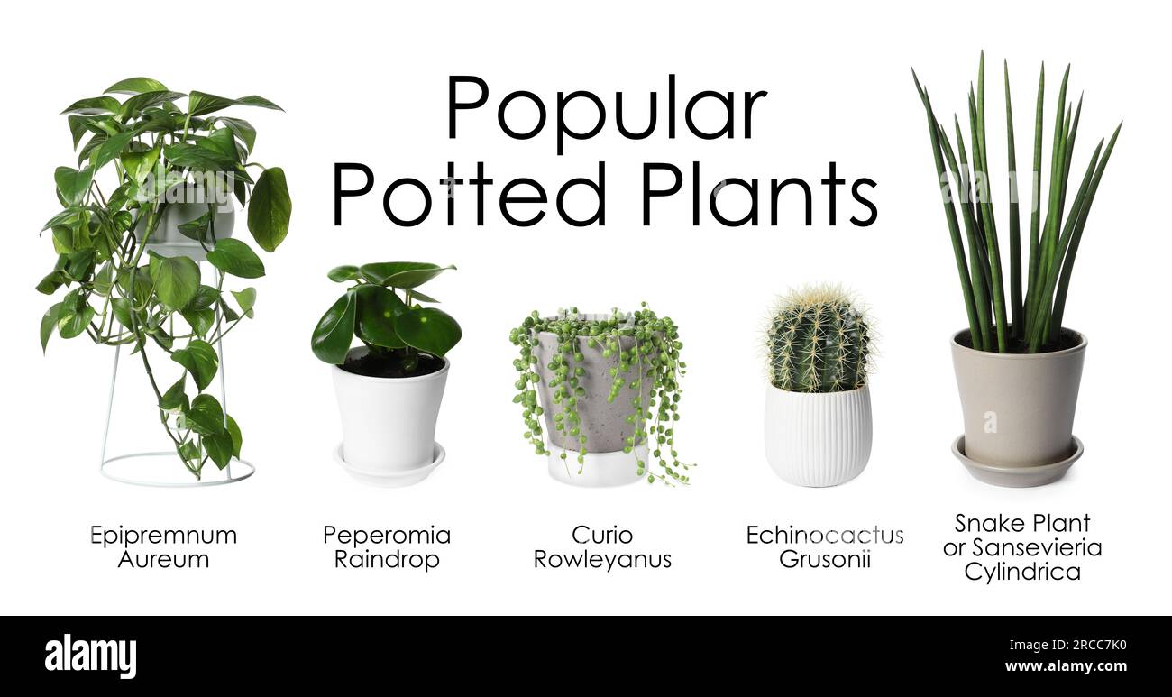 Set of many different popular potted plants with names on white ...