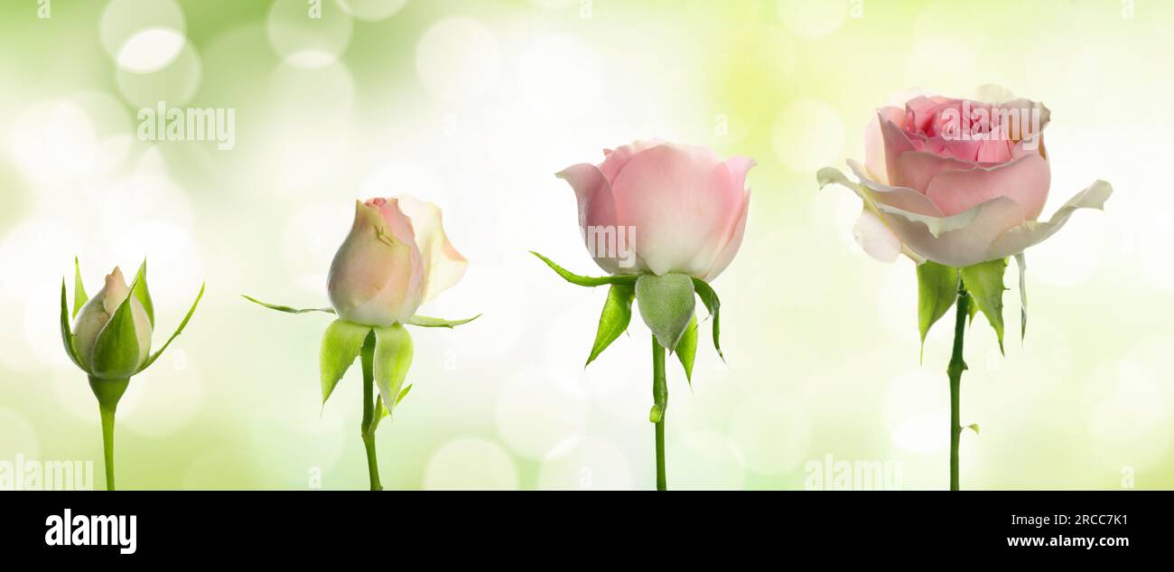 Blooming stages of beautiful rose flower against blurred background ...