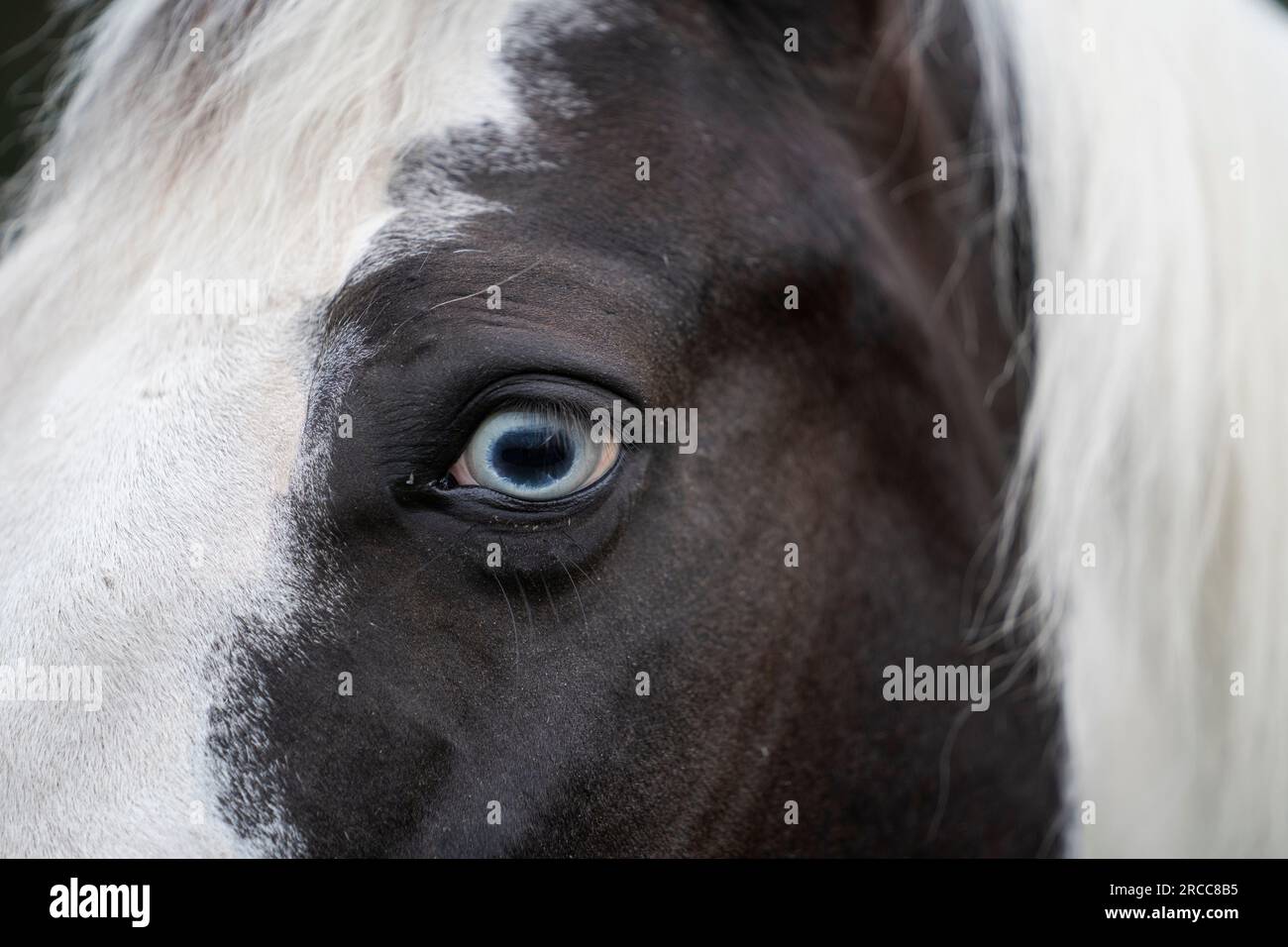 Piebald horse hi-res stock photography and images - Alamy