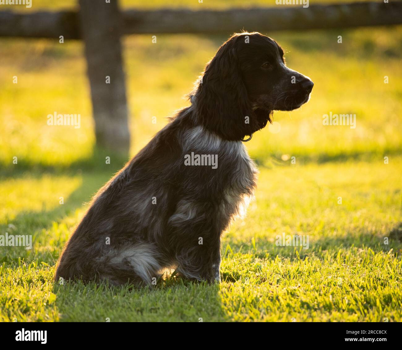 Blue roan English Cocker Spaniel puppy Stock Photo - Alamy