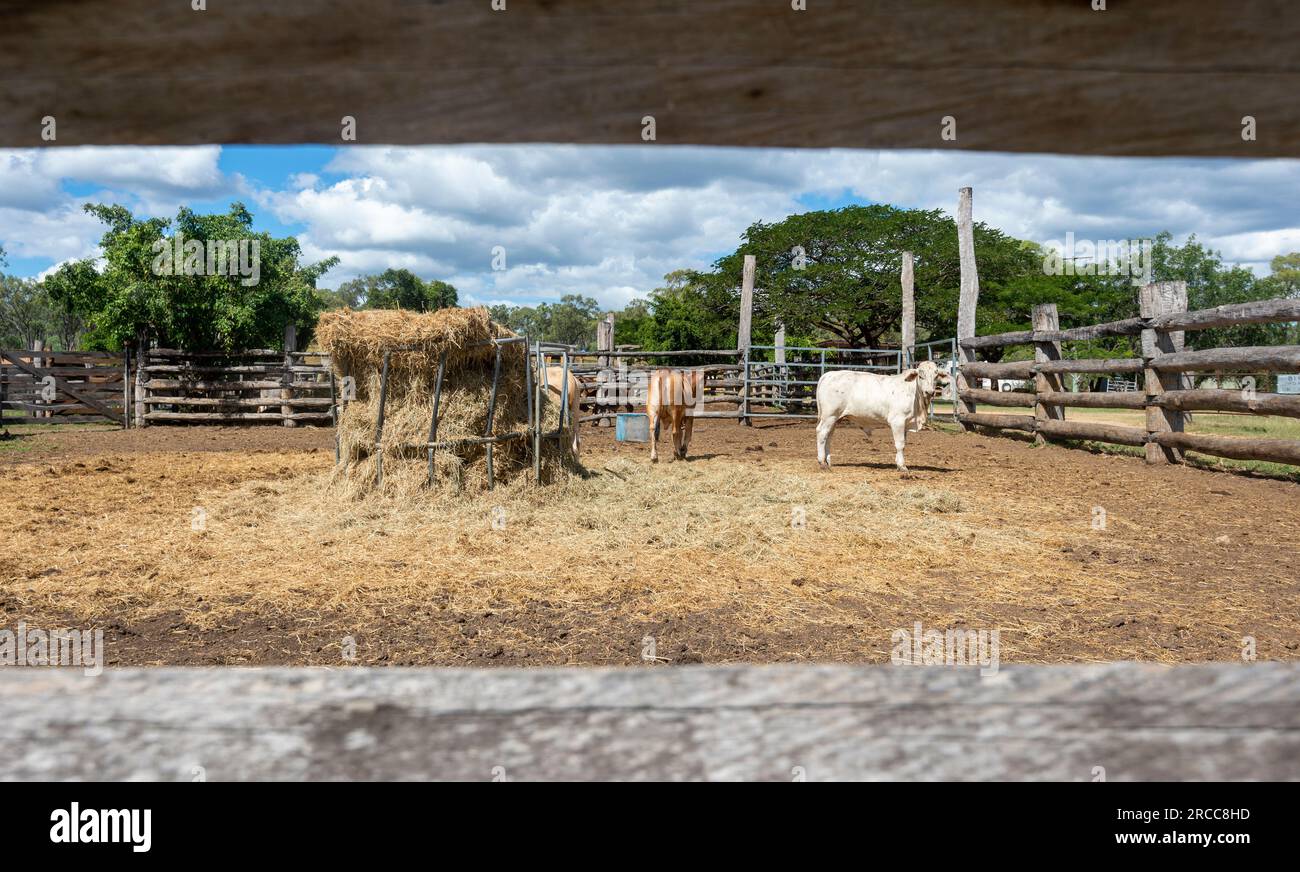 Livestock in a cattle yard at Mt Albion or Mountalbion station ...