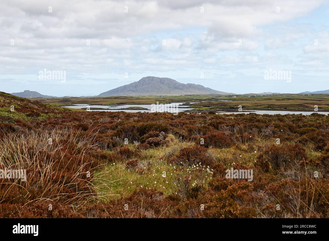Bog people hi-res stock photography and images - Alamy