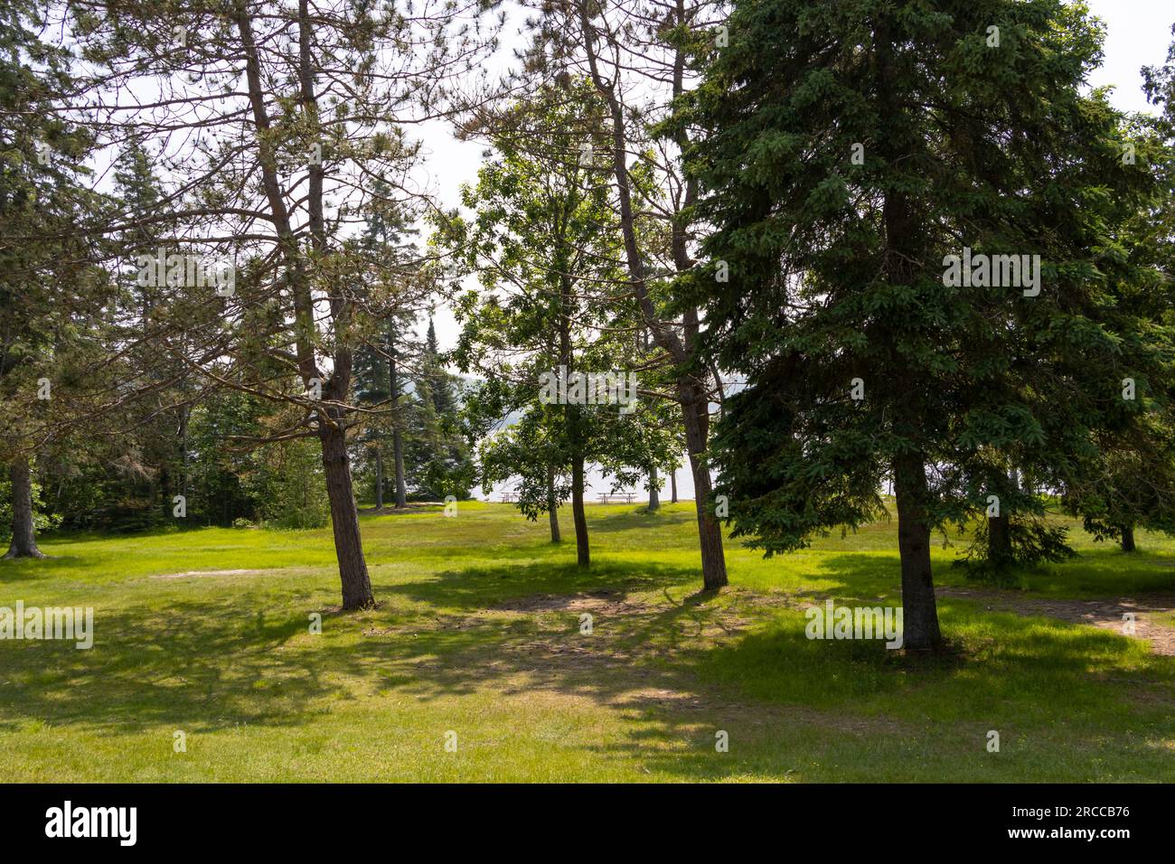 Green pine trees grass hi-res stock photography and images - Alamy