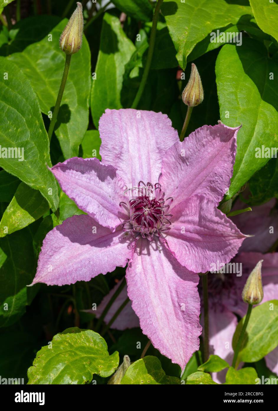 'Multi Pink' Early Large-flowered group, Klematis (Clematis hybrid ...