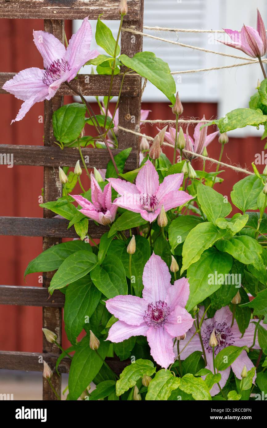 'Multi Pink' Early Large-flowered group, Klematis (Clematis hybrid ...
