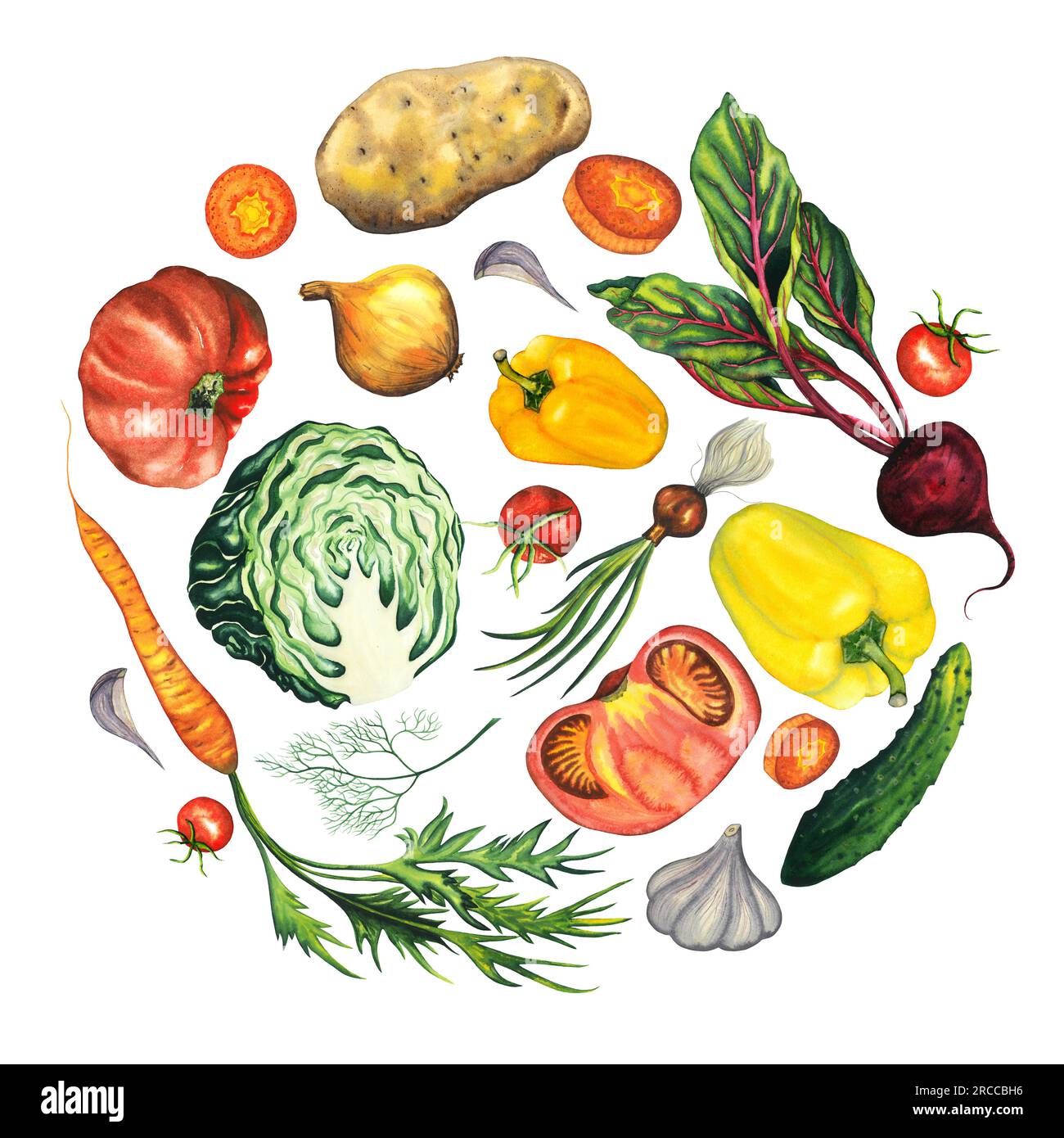 Hand drawn vegetable round composition of isolated beetroot, carrot ...