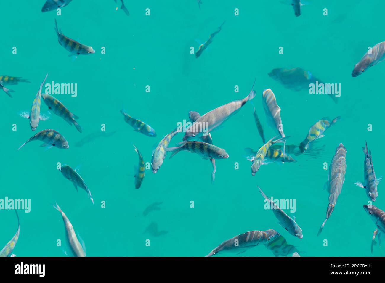 fish in the blue lagoon of Big Island in Angra dos Reis in Rio de ...