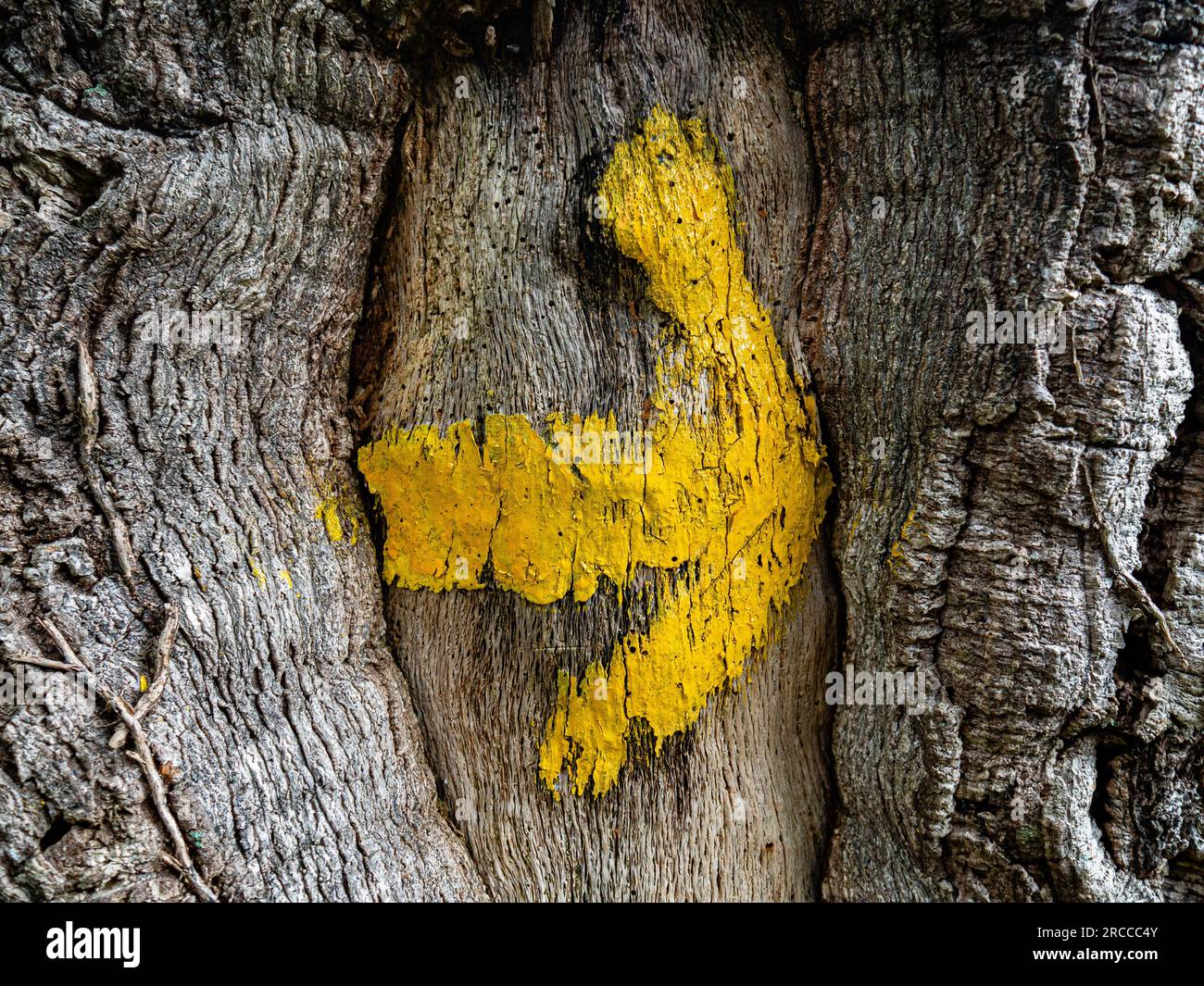 Inside of a tree hi-res stock photography and images - Alamy