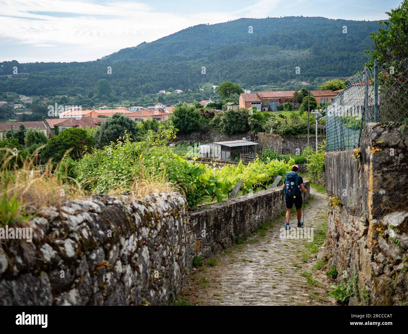 A pilgrim is seen walking in a rural Portuguese area. The Coastal Route ...