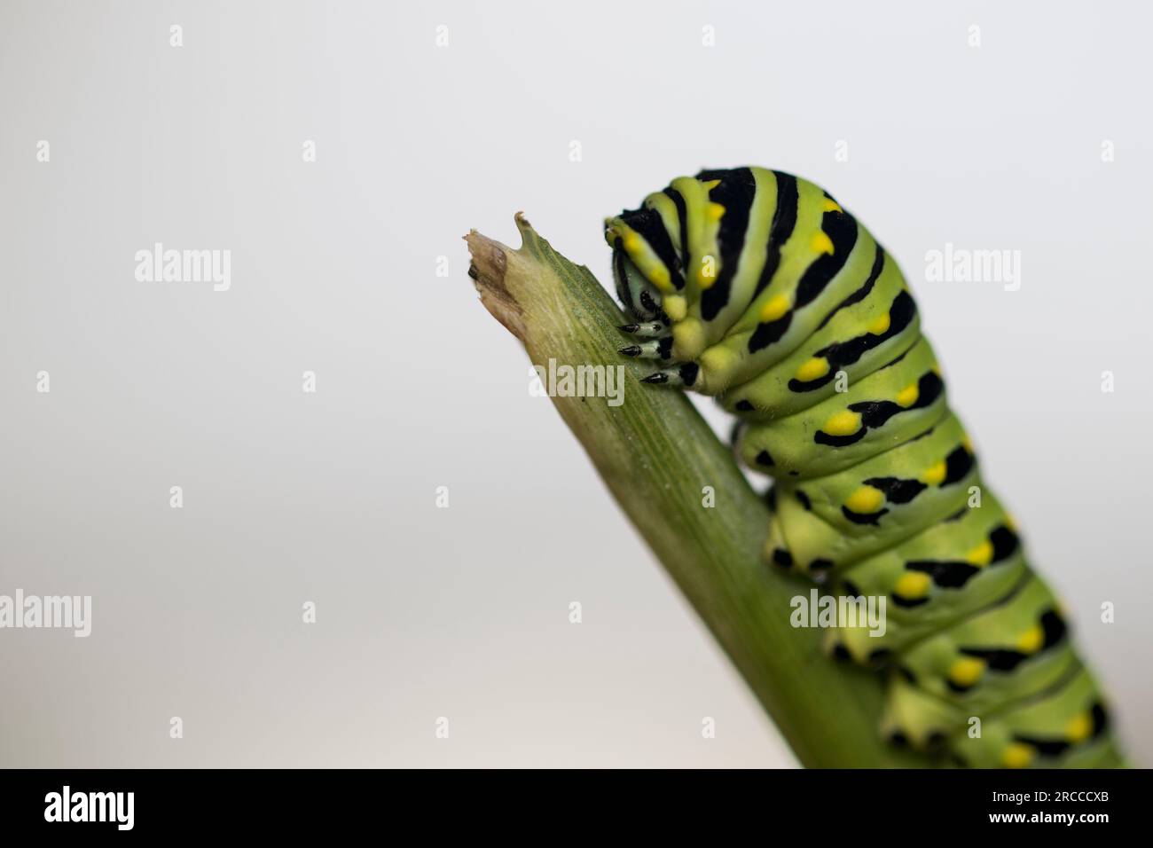 Swallowtail caterpillar macro close up Stock Photo - Alamy