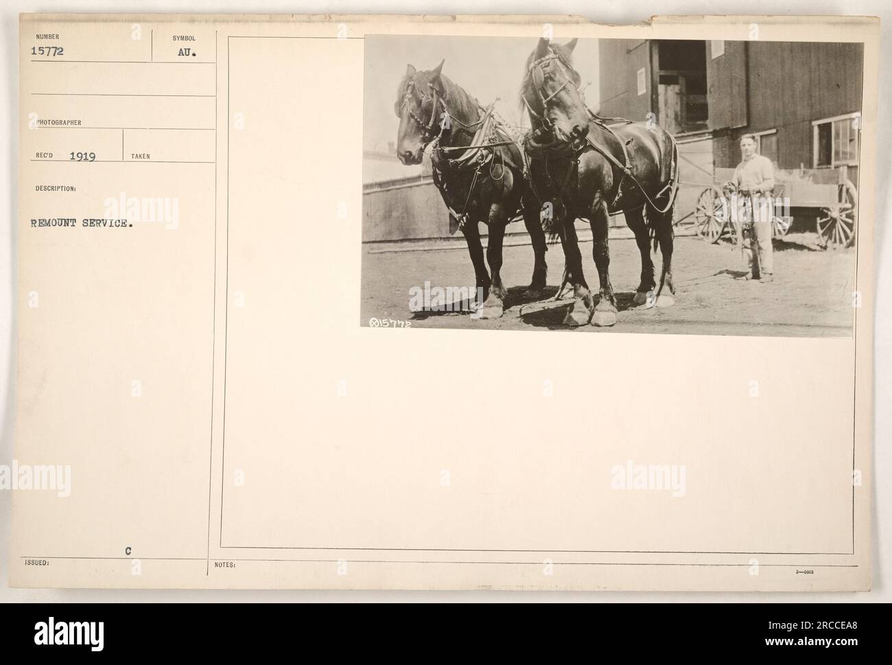 Soldiers performing remount service during World War One. Date of photo ...