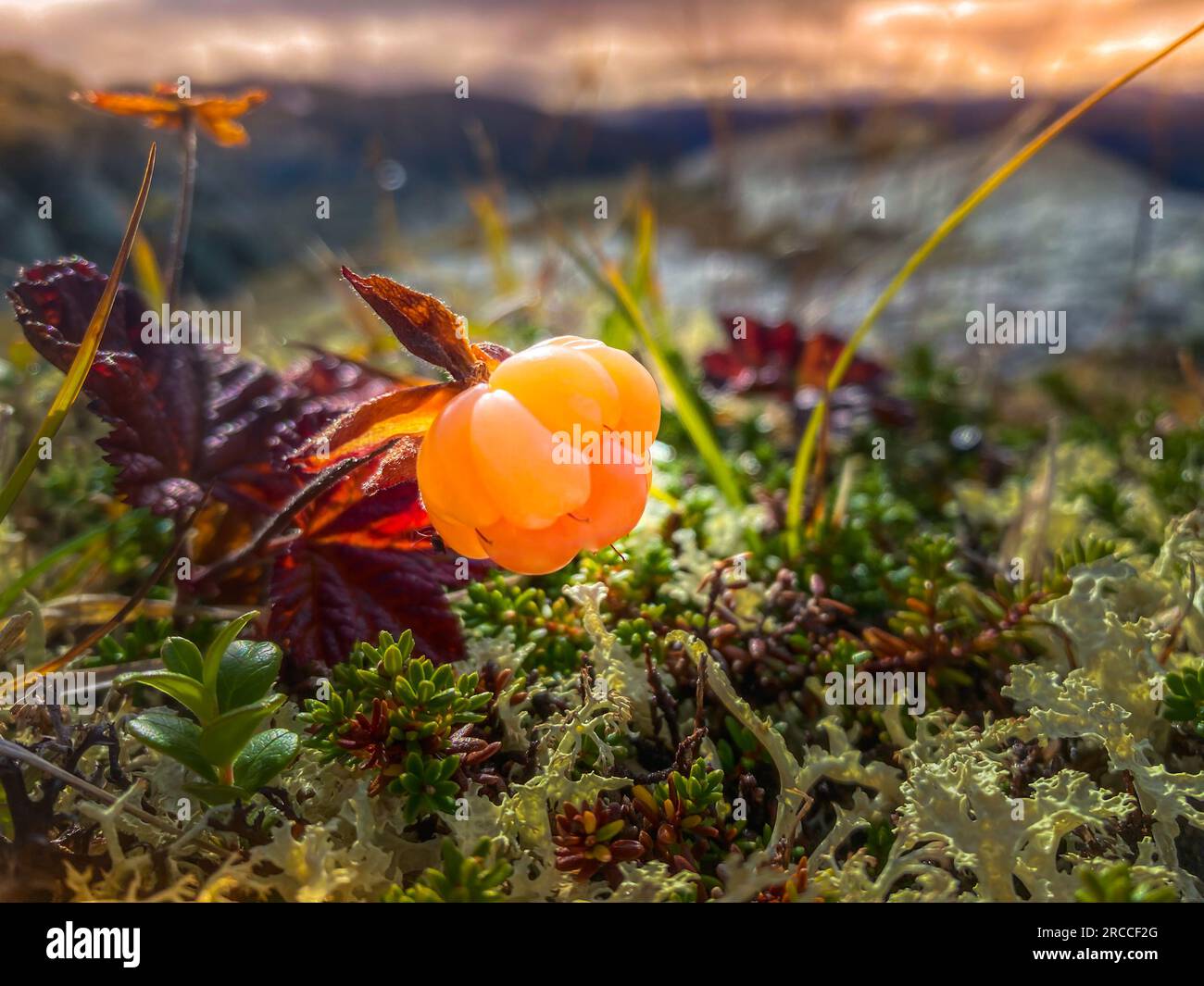 Cloudberry close-up Rubus Chamaemorus sweet berry native to Northern ...