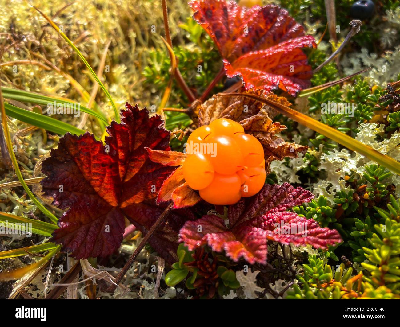 Cloudberry close-up Rubus Chamaemorus sweet berry native to Northern ...