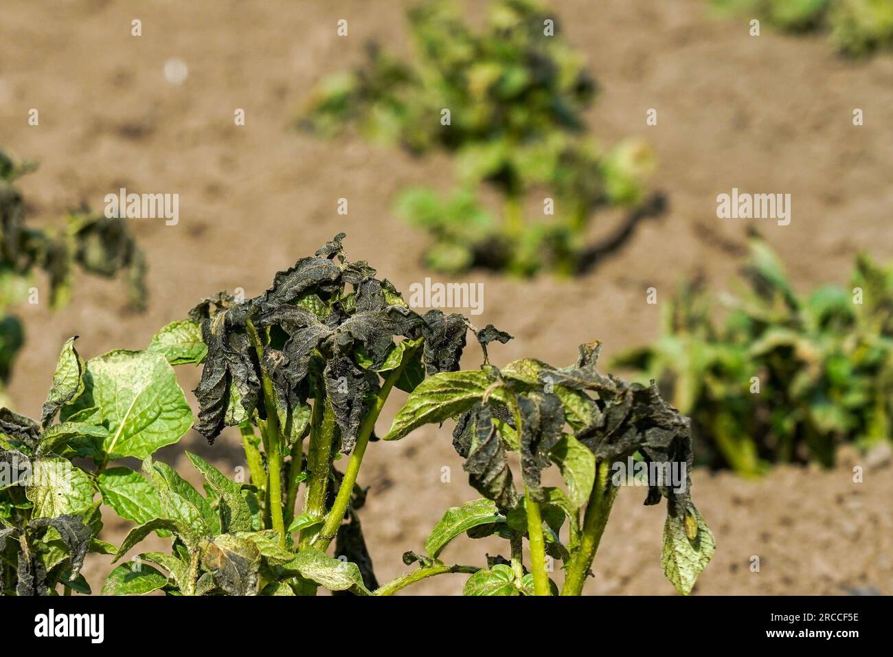 Potato plants damaged by the frost. Potato plants showing signs of ...