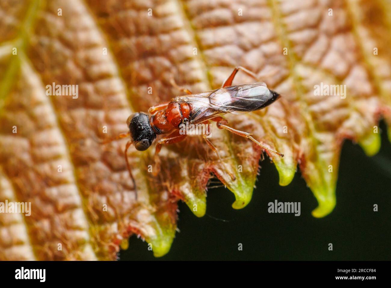 Dryinid hi-res stock photography and images - Alamy