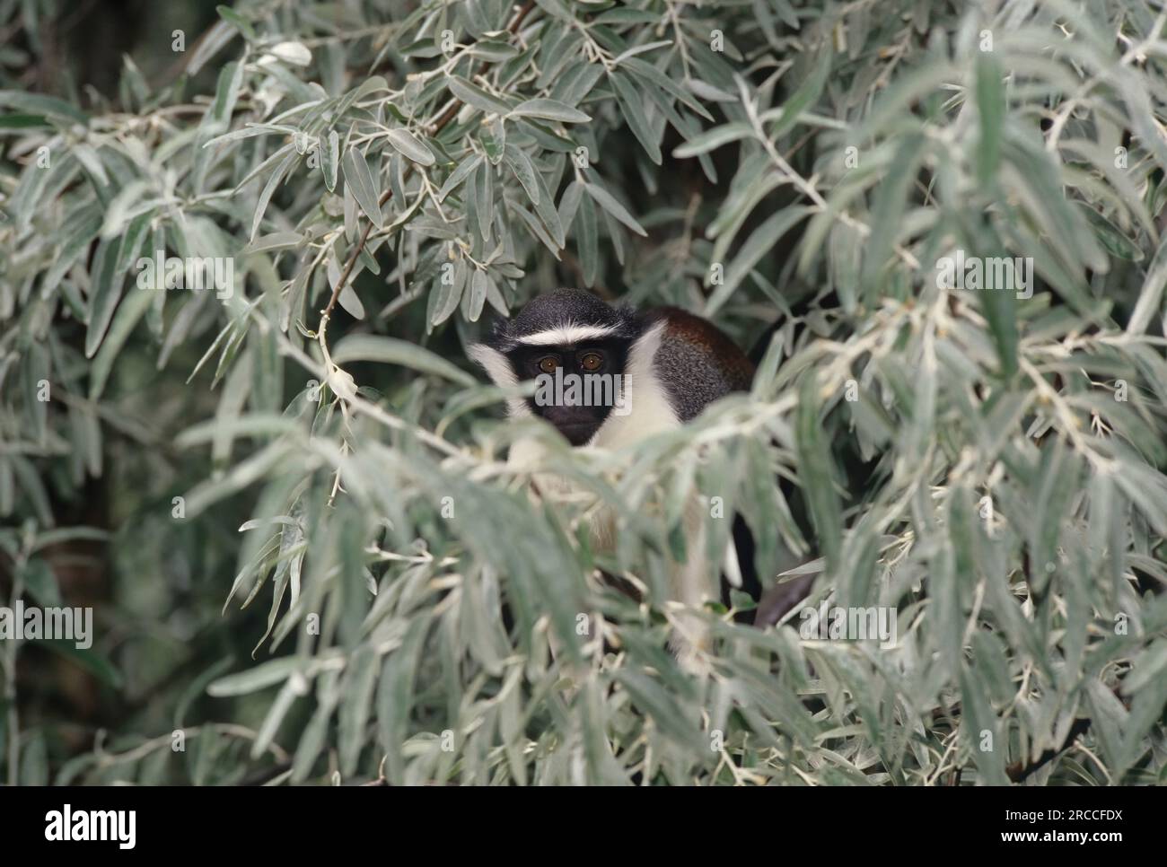 The Roloway monkey (Cercopithecus roloway) is an endangered species of ...