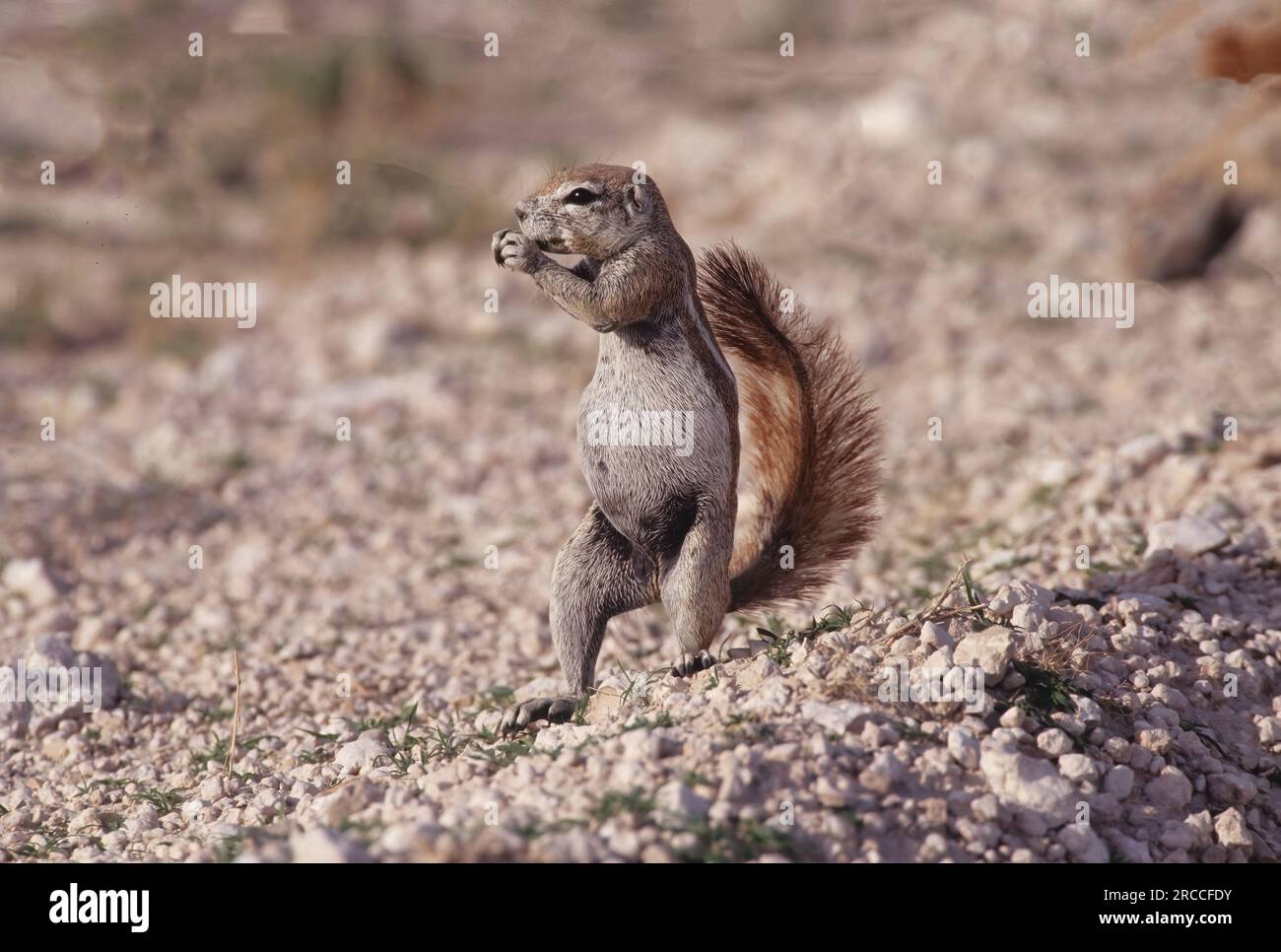 The Cape ground squirrel or South African ground squirrel Geosciurus ...