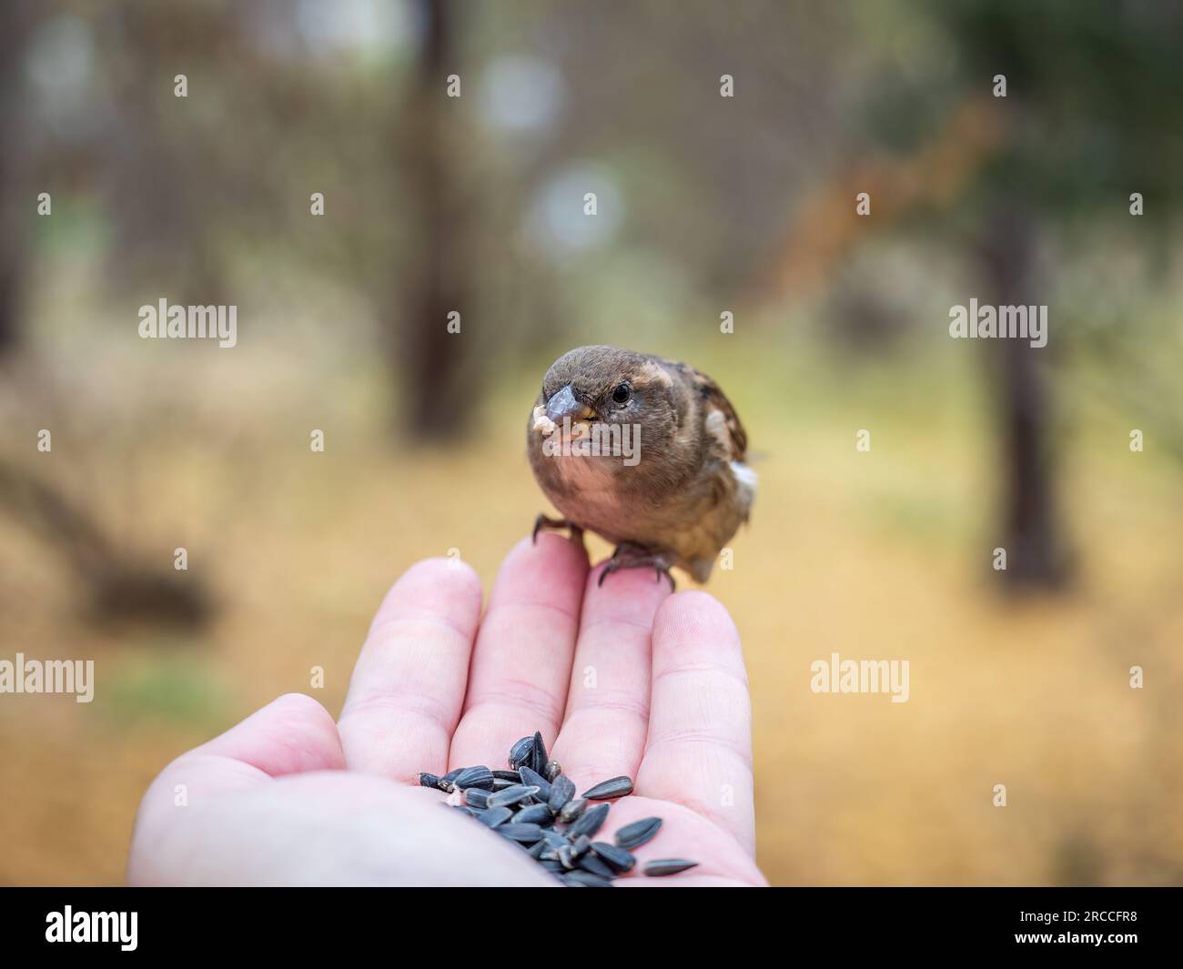 Sparrow eats seeds from a man's hand. A Sparrow bird sitting on the ...