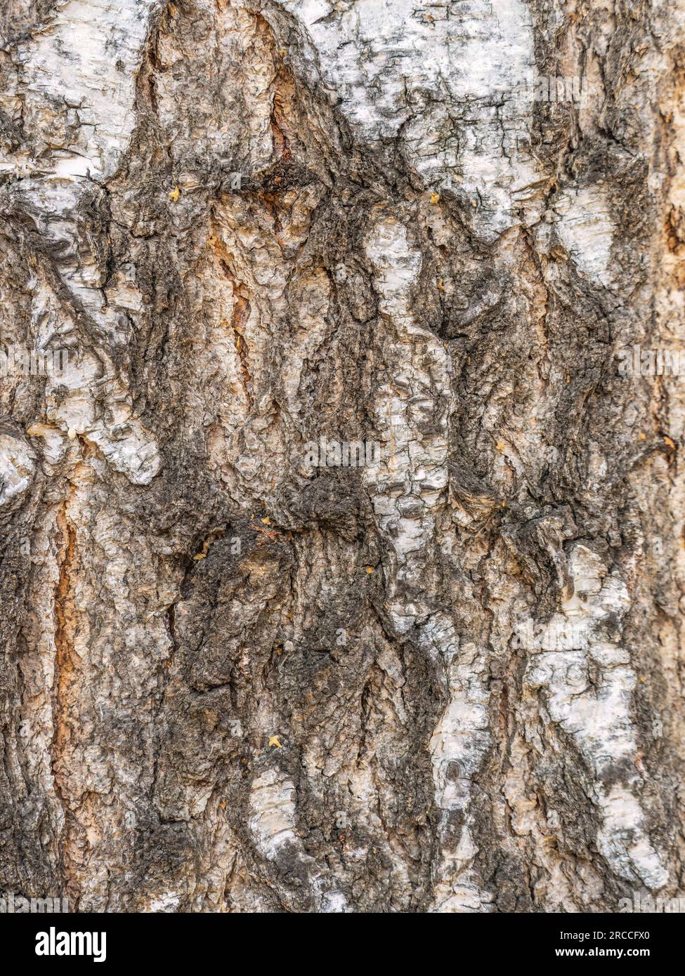 Birch bark texture. The texture of the birch bark. Birch bark ...