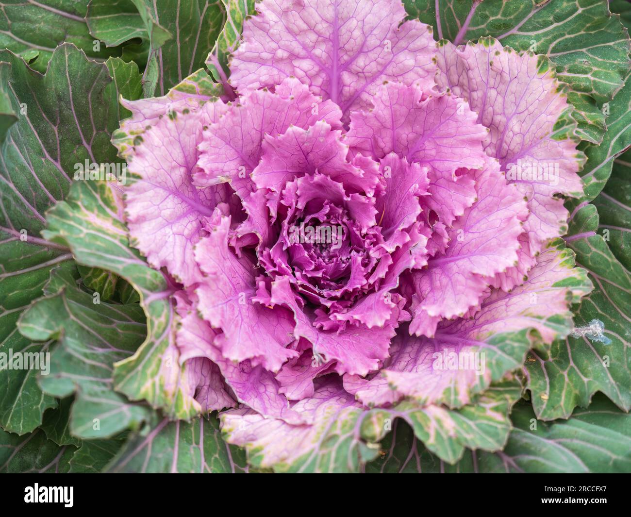 Close up of endless field with green leaves and purple veins of red ...