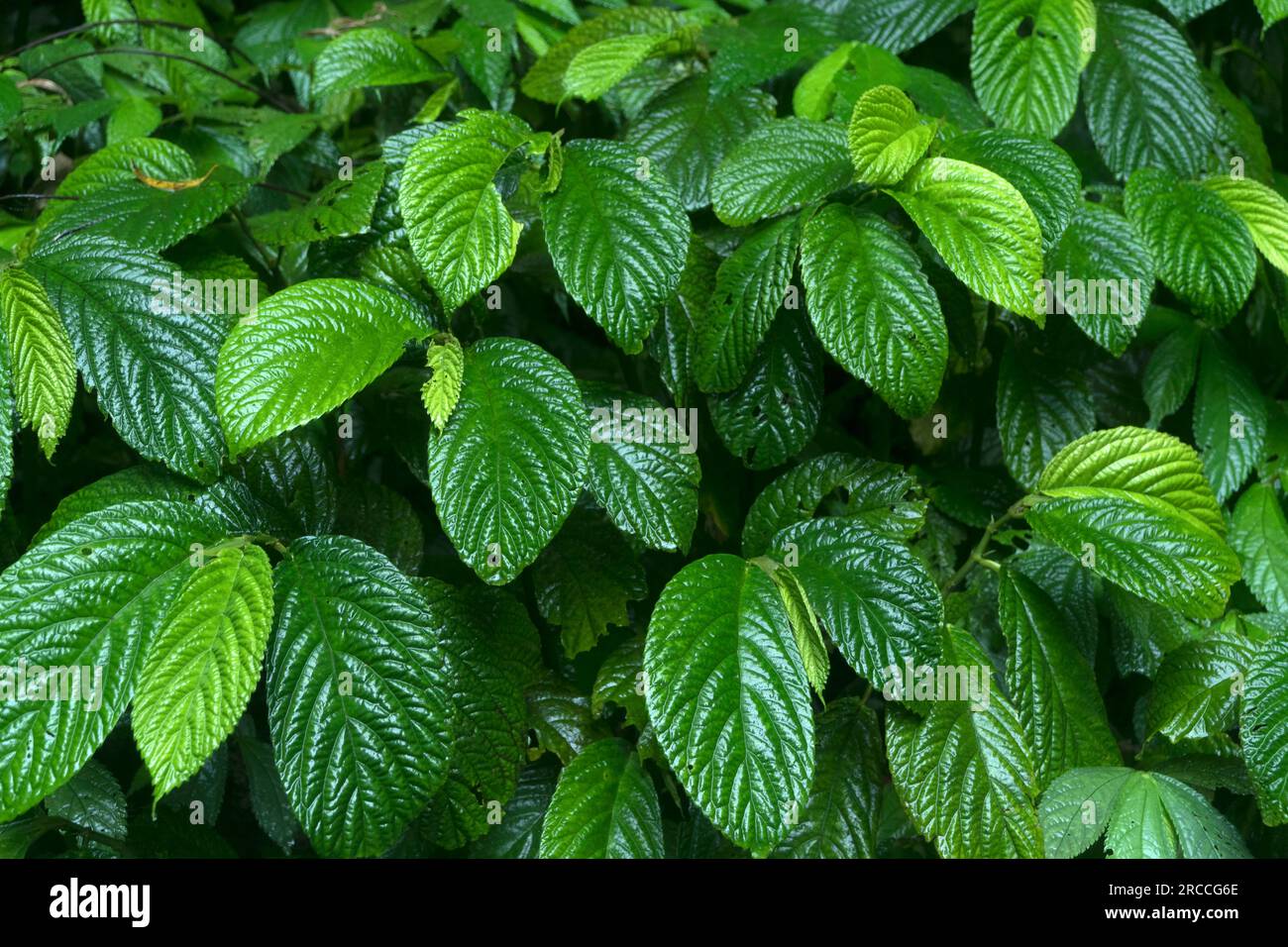 Strobilanthes crispa or commonly known as pecah beling plan in ...