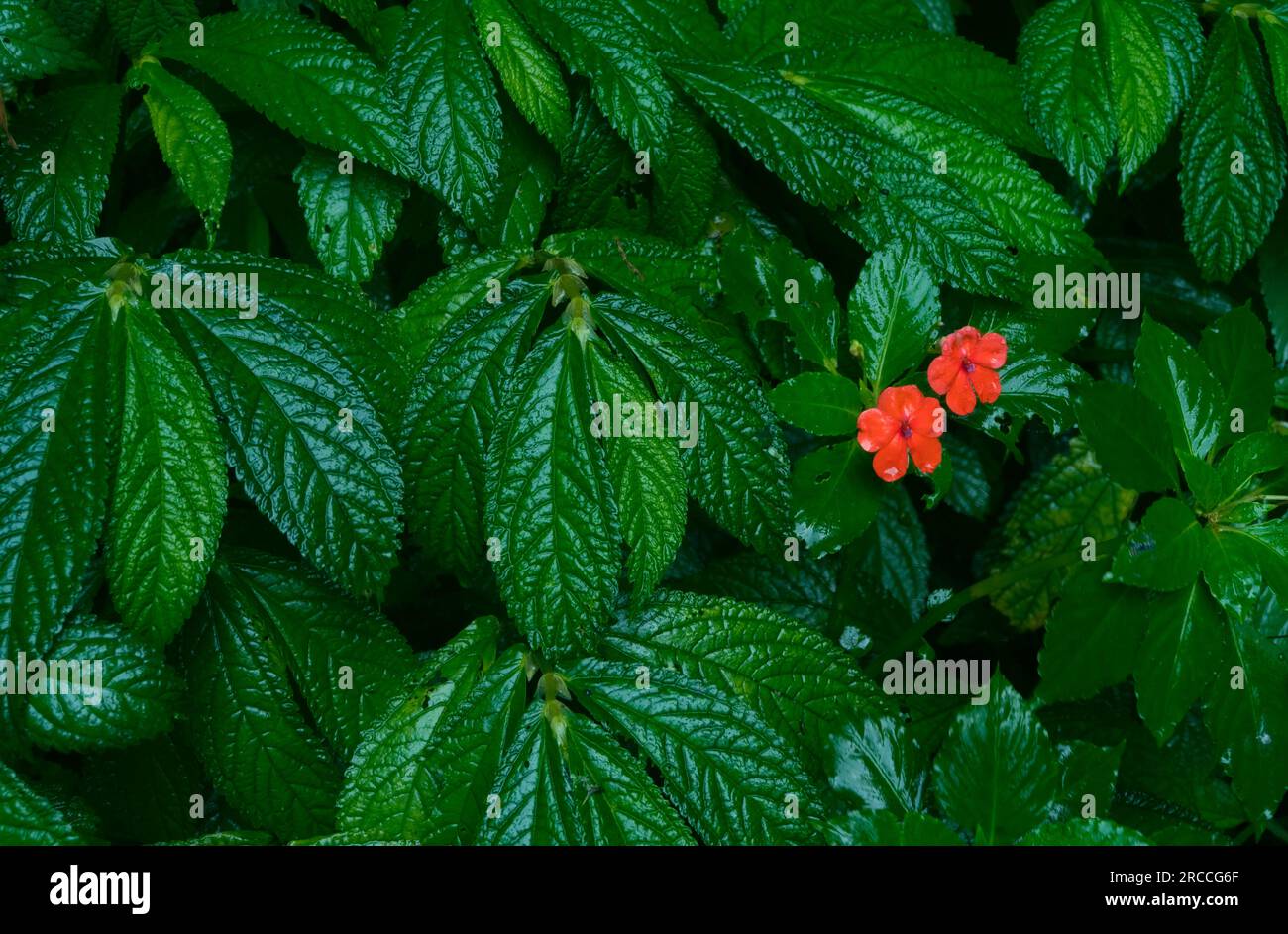 Strobilanthes crispa or commonly known as pecah beling plan in ...