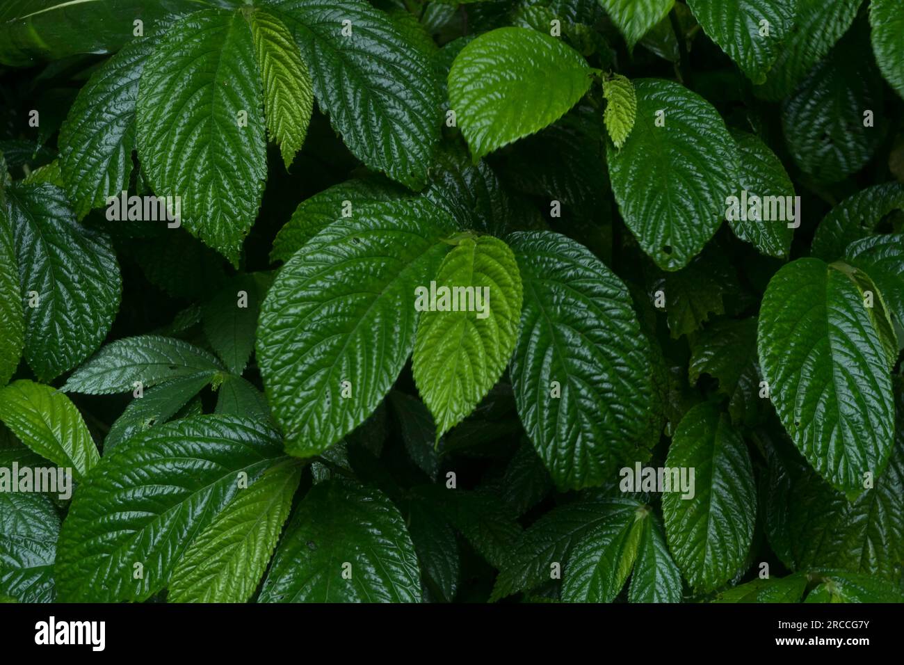 Strobilanthes crispa or commonly known as pecah beling plan in ...