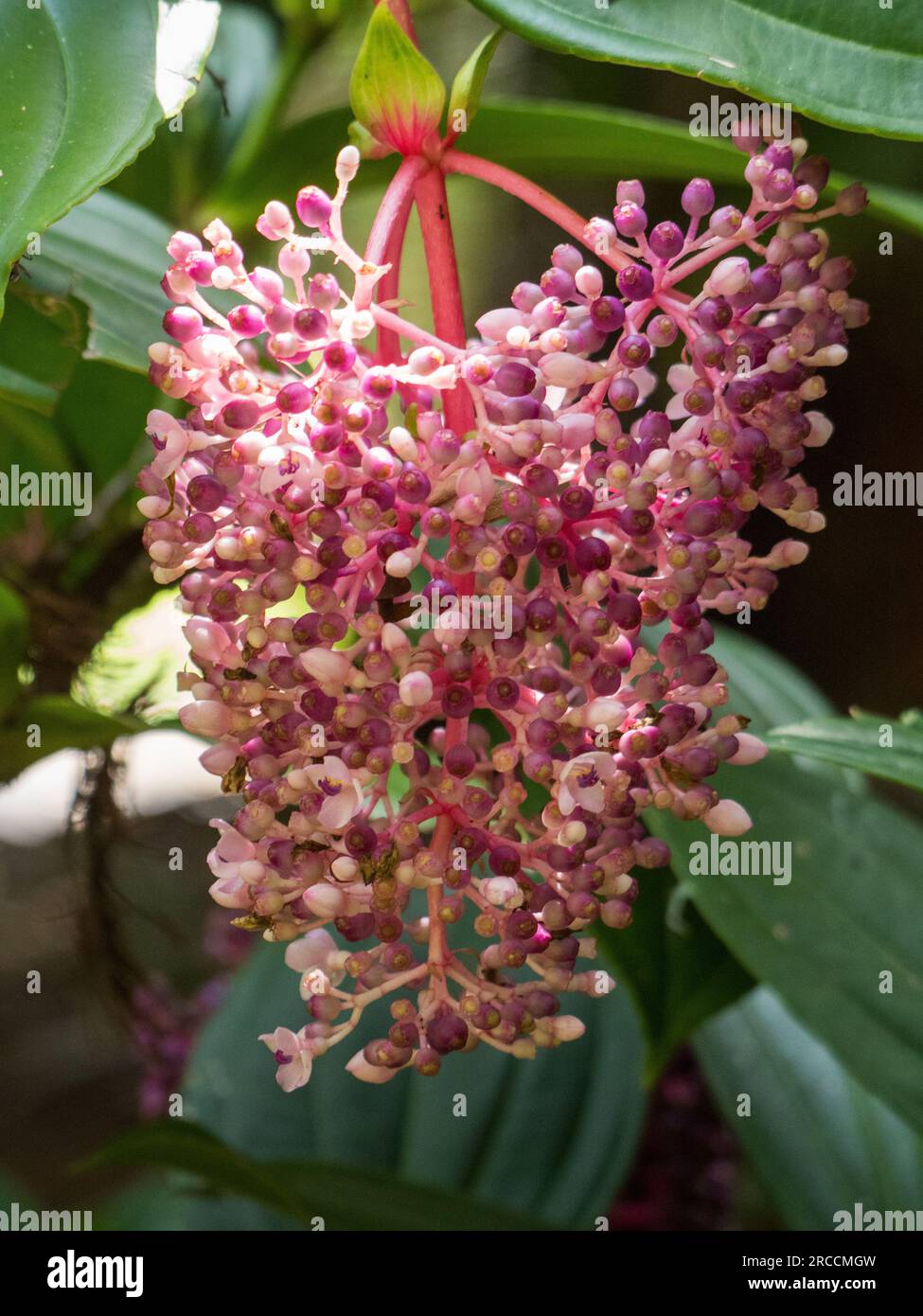Malaysian orchid medinilla hi-res stock photography and images - Alamy