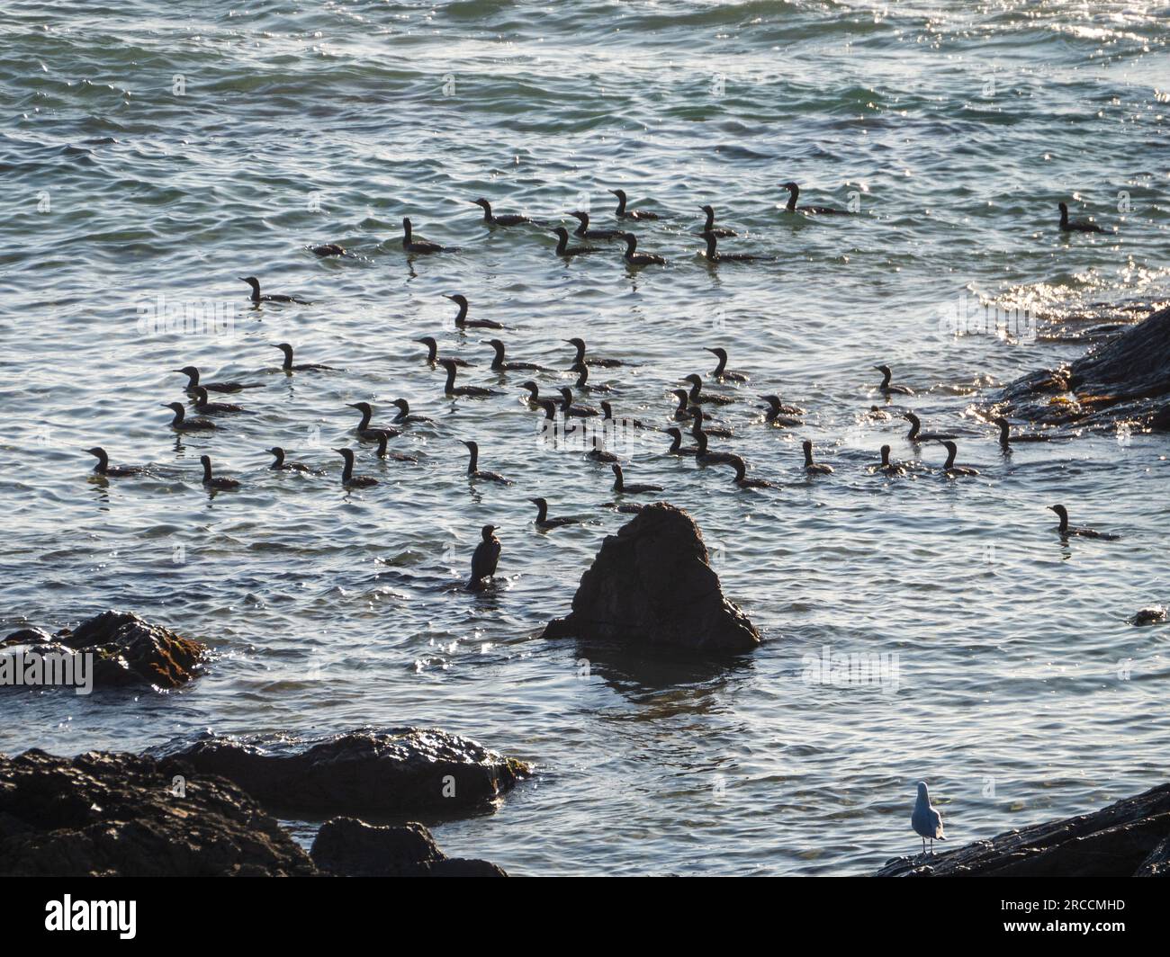 Flock of cormorants swimming hi-res stock photography and images - Alamy