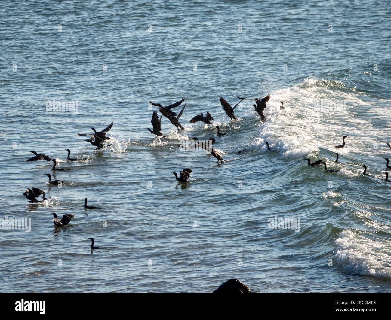Flock of birds, Black Cormorants taking off in flight from the sea ...