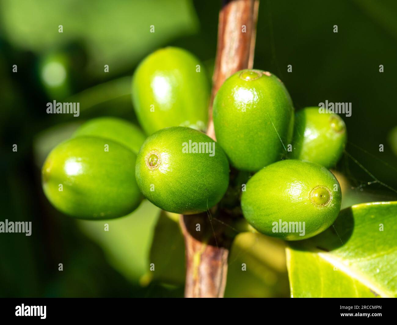 Coffee cherries and wet beans hi-res stock photography and images - Alamy