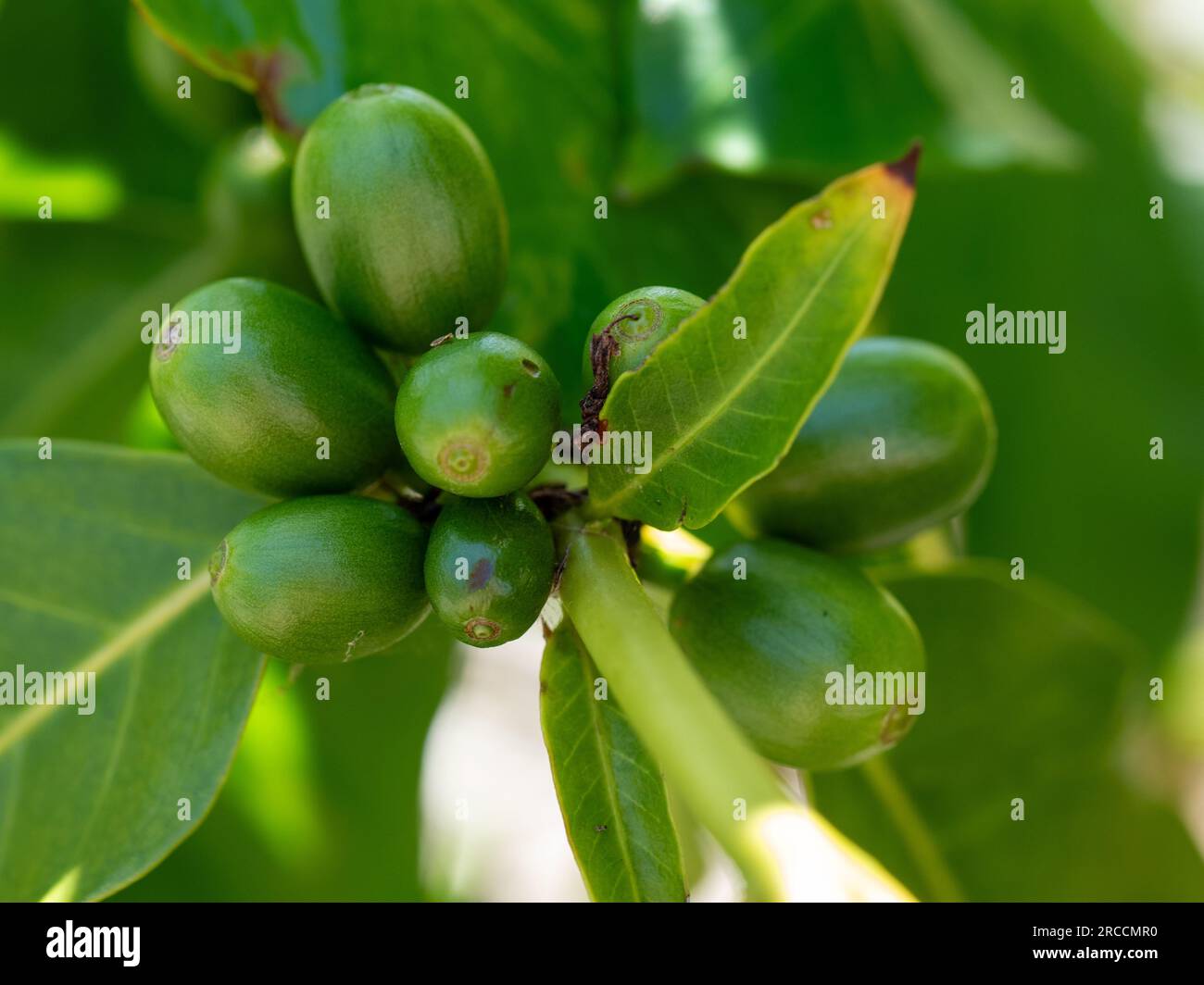 Green unripe Arabica coffee bean berries on the tree Stock Photo - Alamy