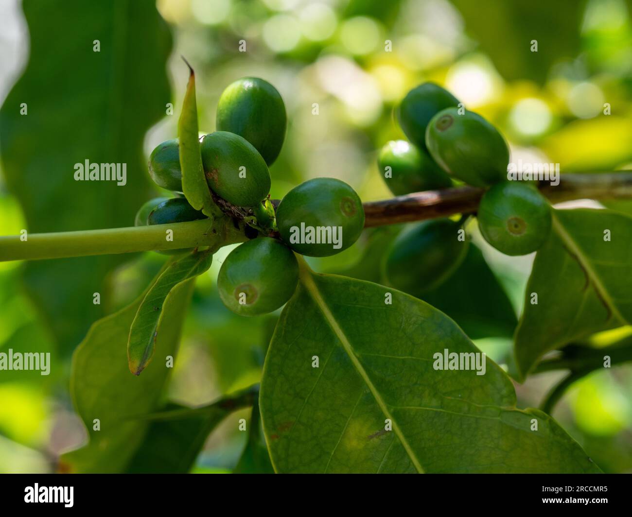 Two clusters of Green unripe Arabica coffee bean berries on the tree ...
