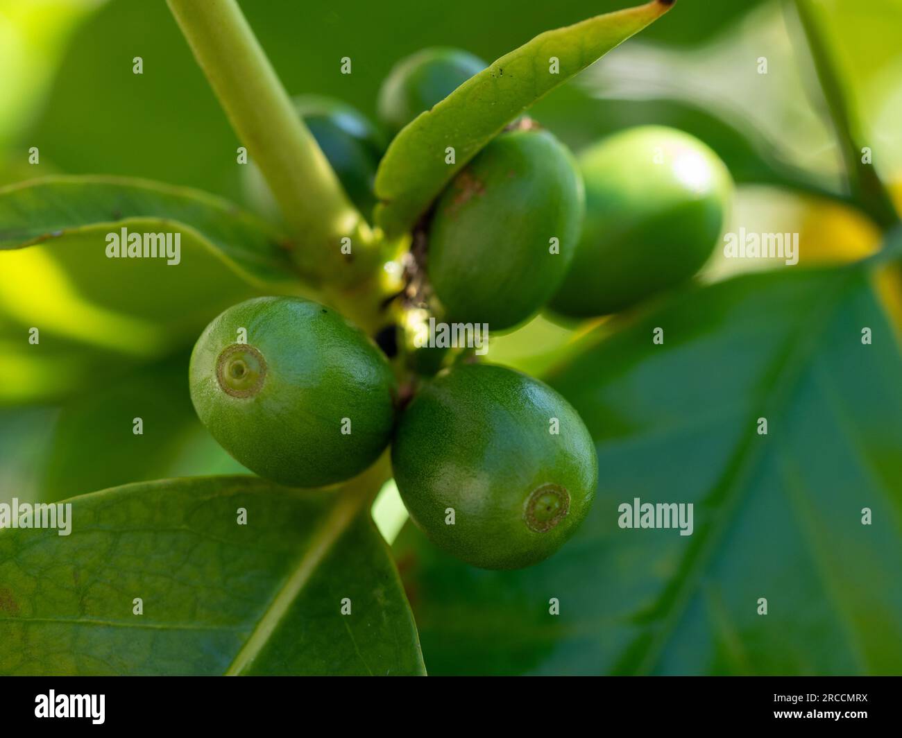 Ripe coffee berries inside hi-res stock photography and images - Alamy