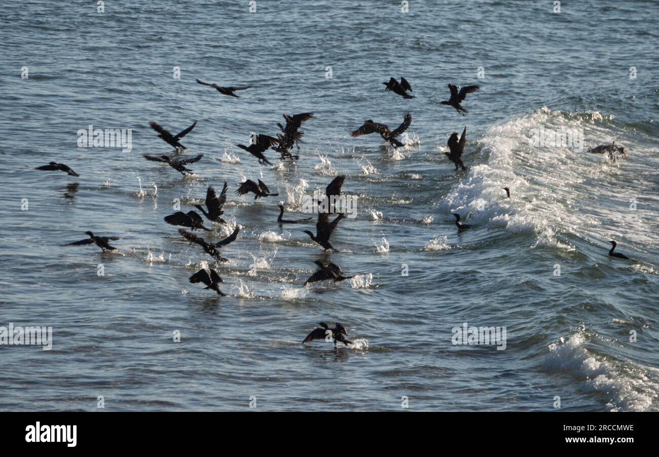 Flock of birds taking off in flight, from the sea water off a wave they ...