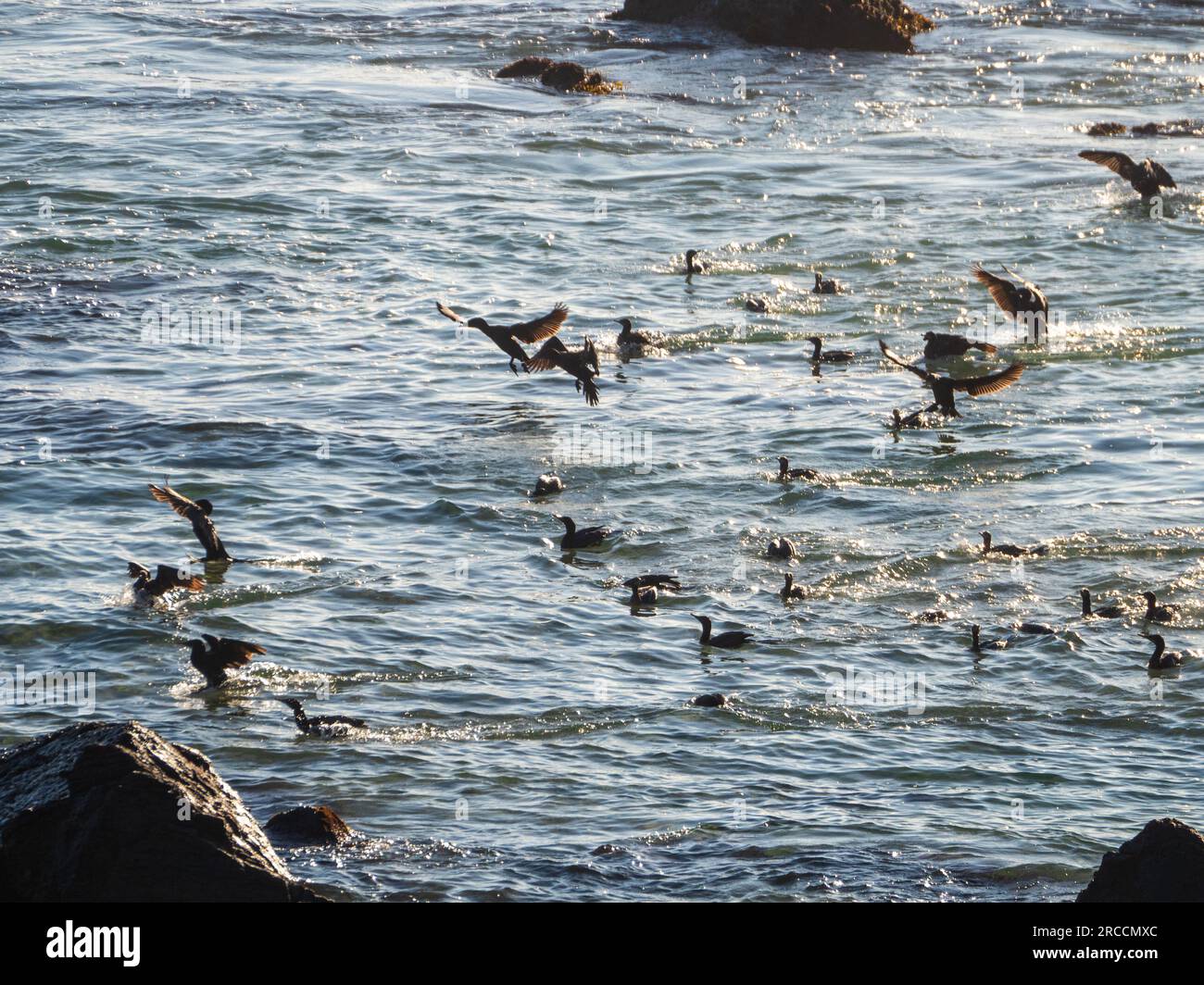 Flock of birds, Black Cormorants taking off in flight from the sea ...