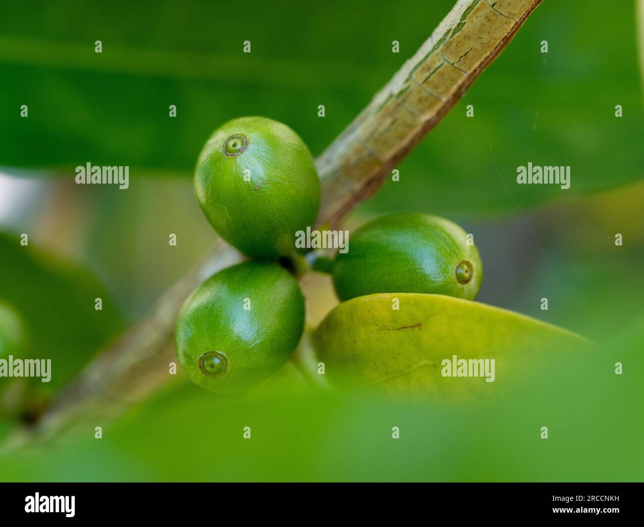 Coffee cherries and wet beans hi-res stock photography and images - Alamy