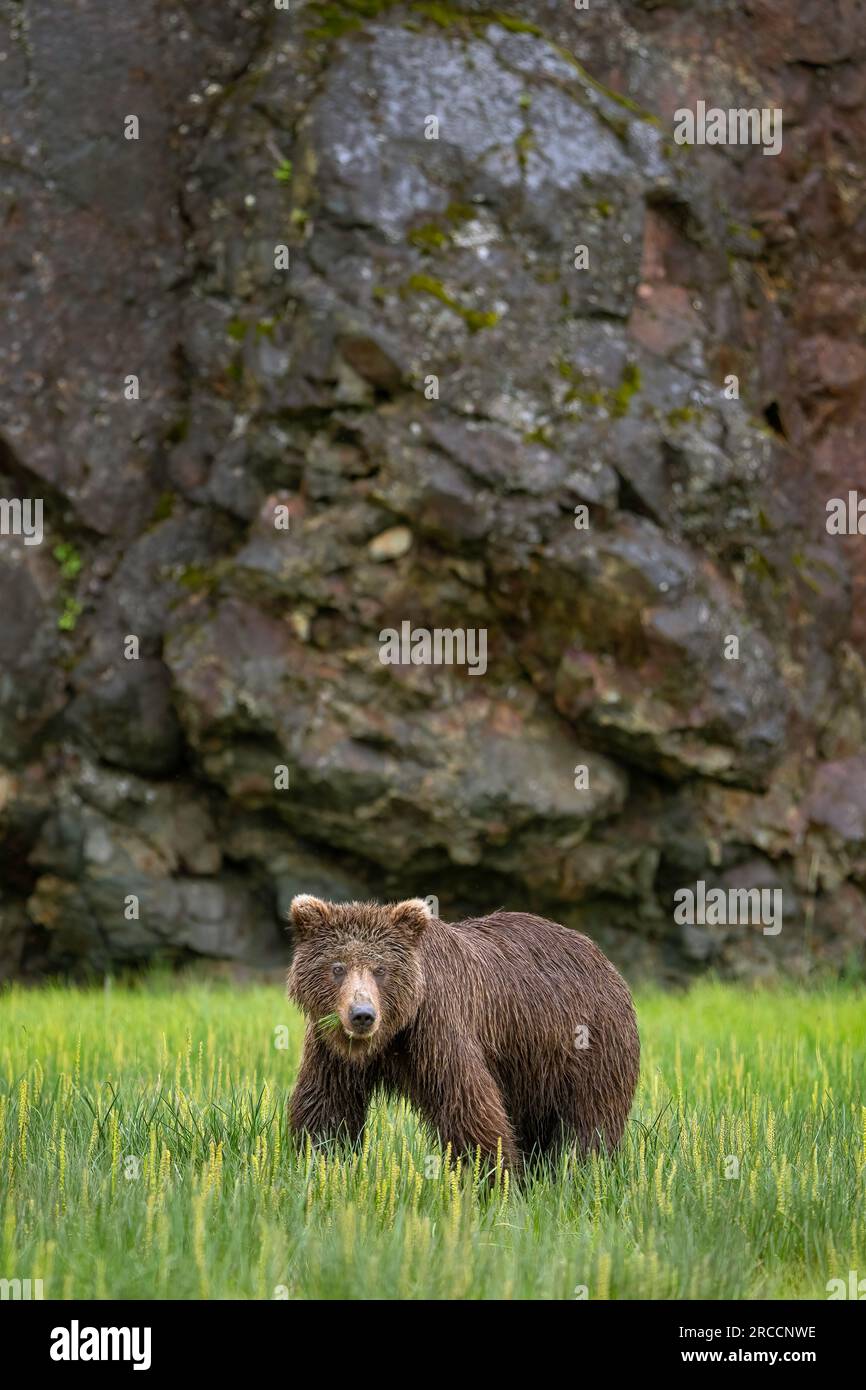 Bear rocks preserve hi-res stock photography and images - Alamy