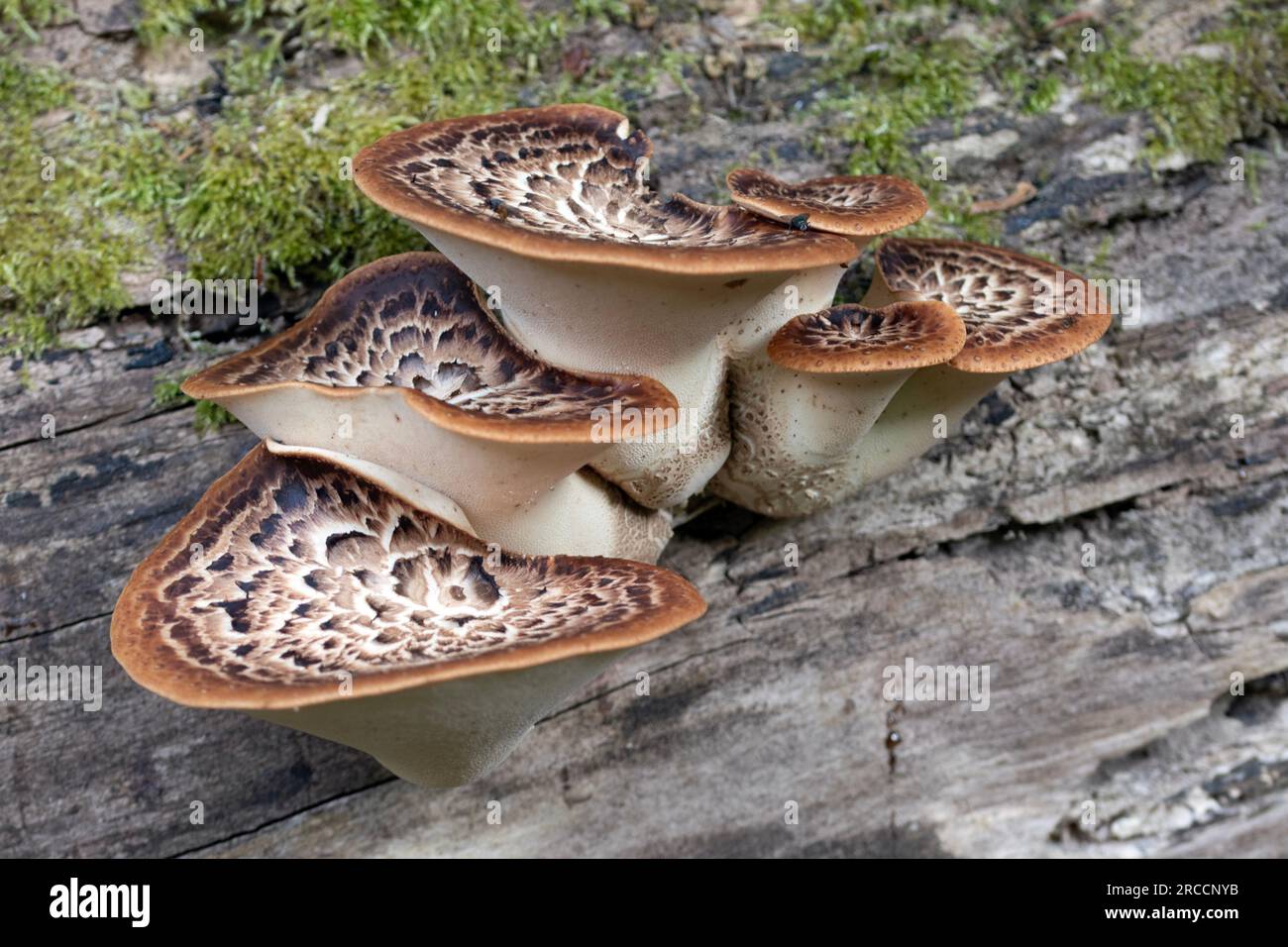 Dryads saddle fungus. Polyporus squamosus. Close up image of fungus on ...