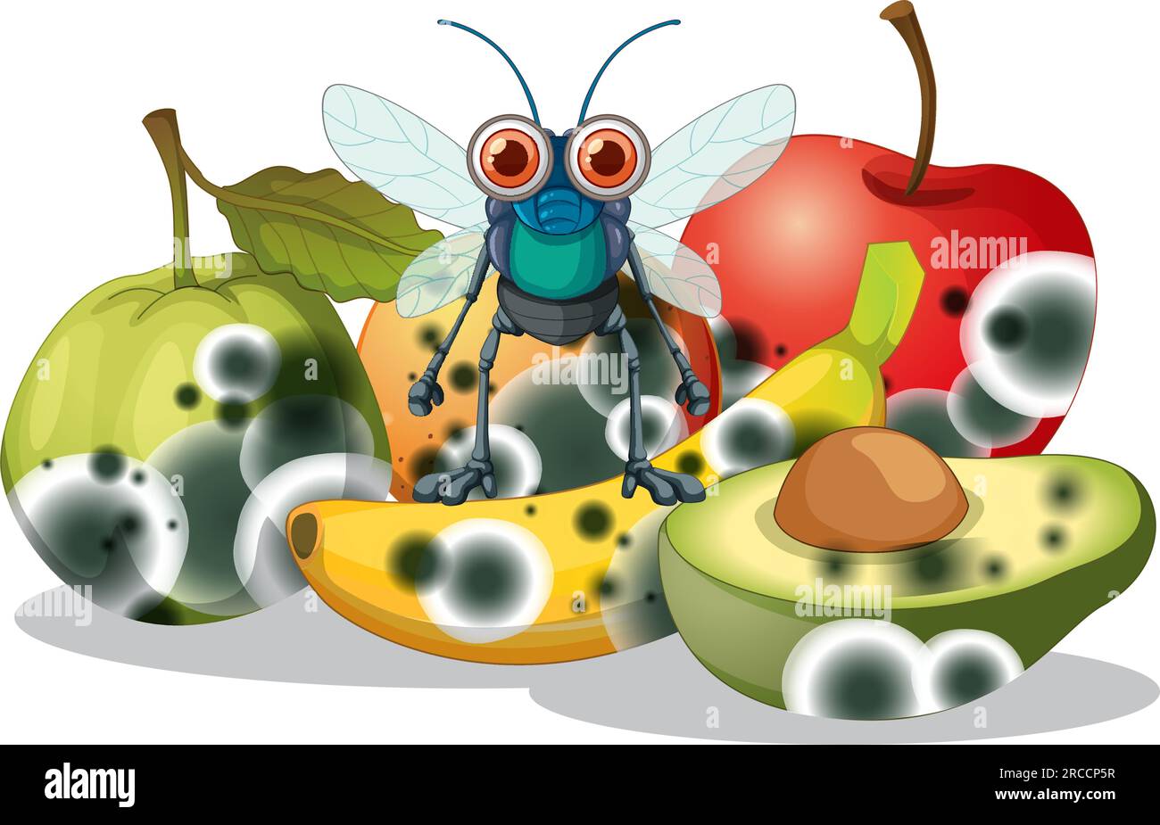 Decompose fruit and fly illustration Stock Vector Image & Art - Alamy