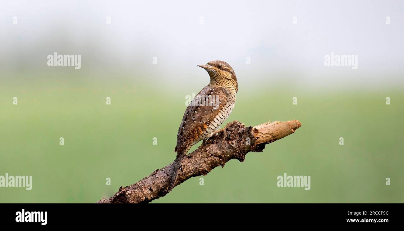 Wryneck Jynx torquilla sits on a branch and attracts a female, the best ...
