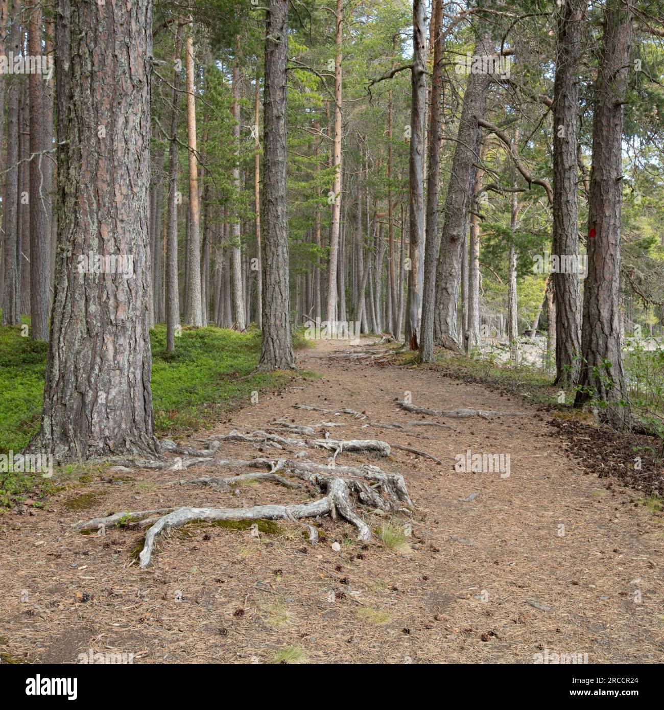 Airy and light forest, path, roots, and pine trees. Strong trunks and ...