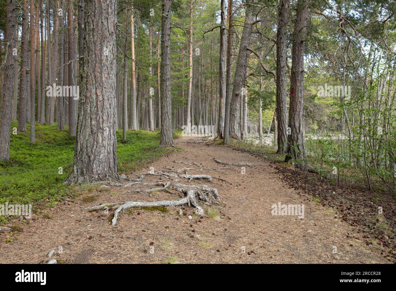 Airy and light forest, path, roots, and pine trees. Strong trunks and ...