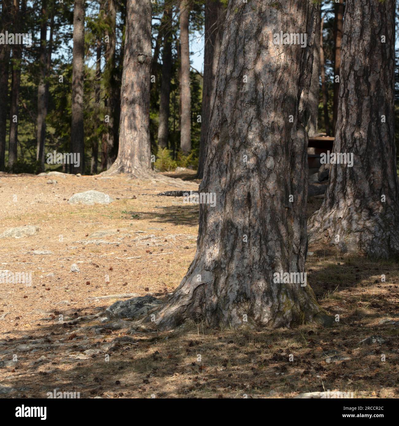 Airy and light forest, path, roots, and pine trees. Strong trunks and ...