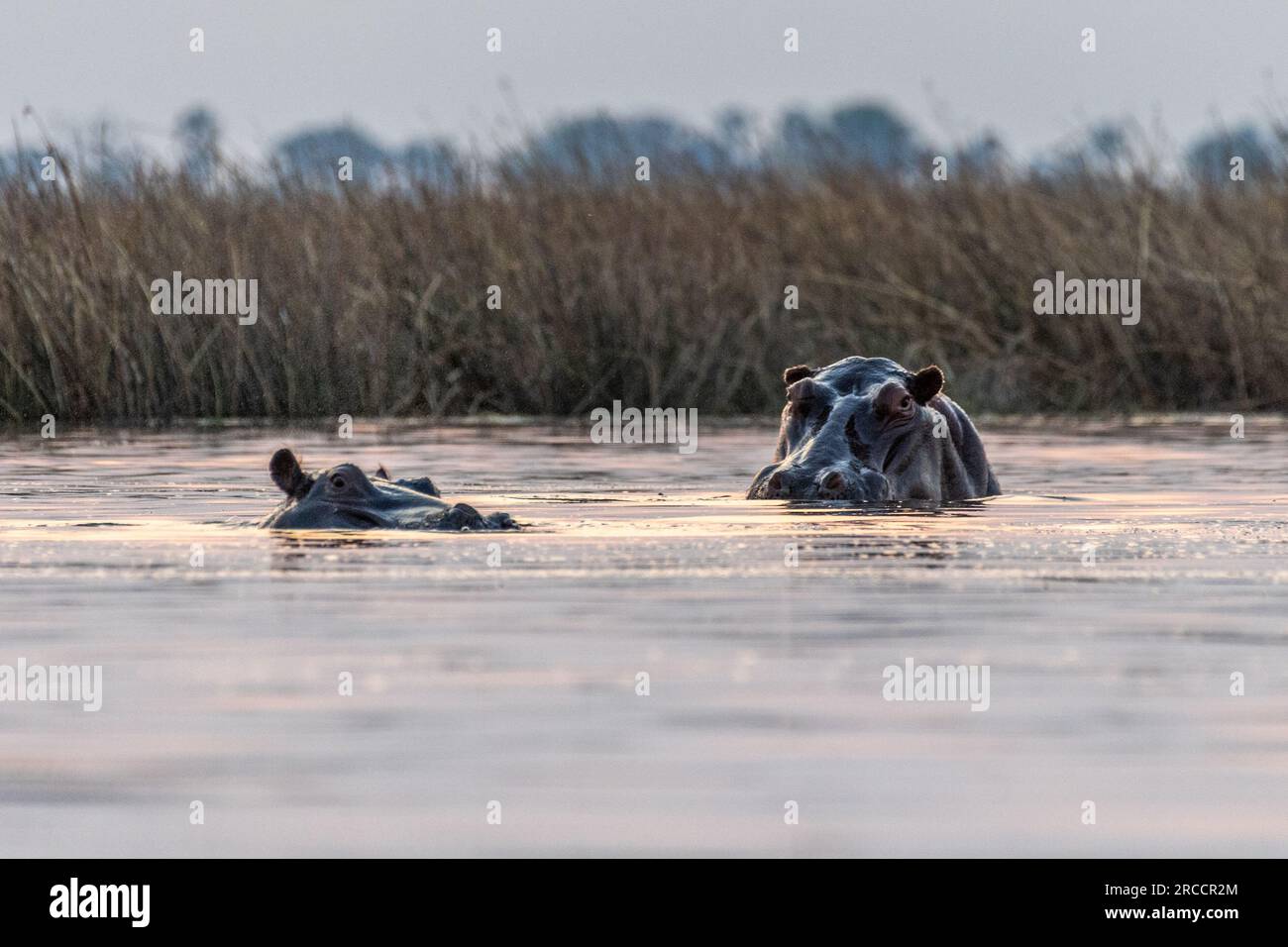 Low perspective shot of a partially submerged hippotamus, Hippopotamus ...