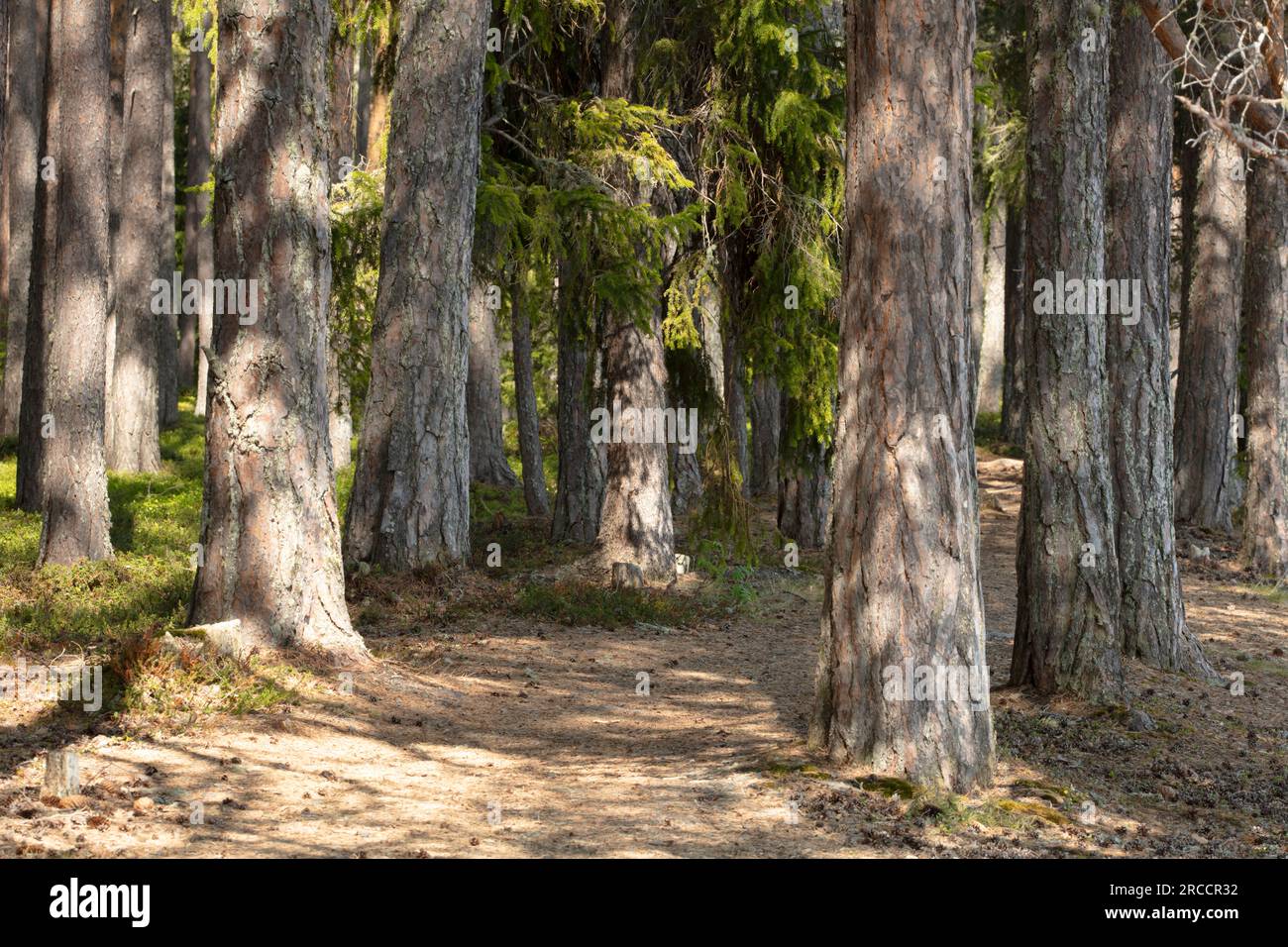 Airy and light forest, path, roots, and pine trees. Strong trunks and ...