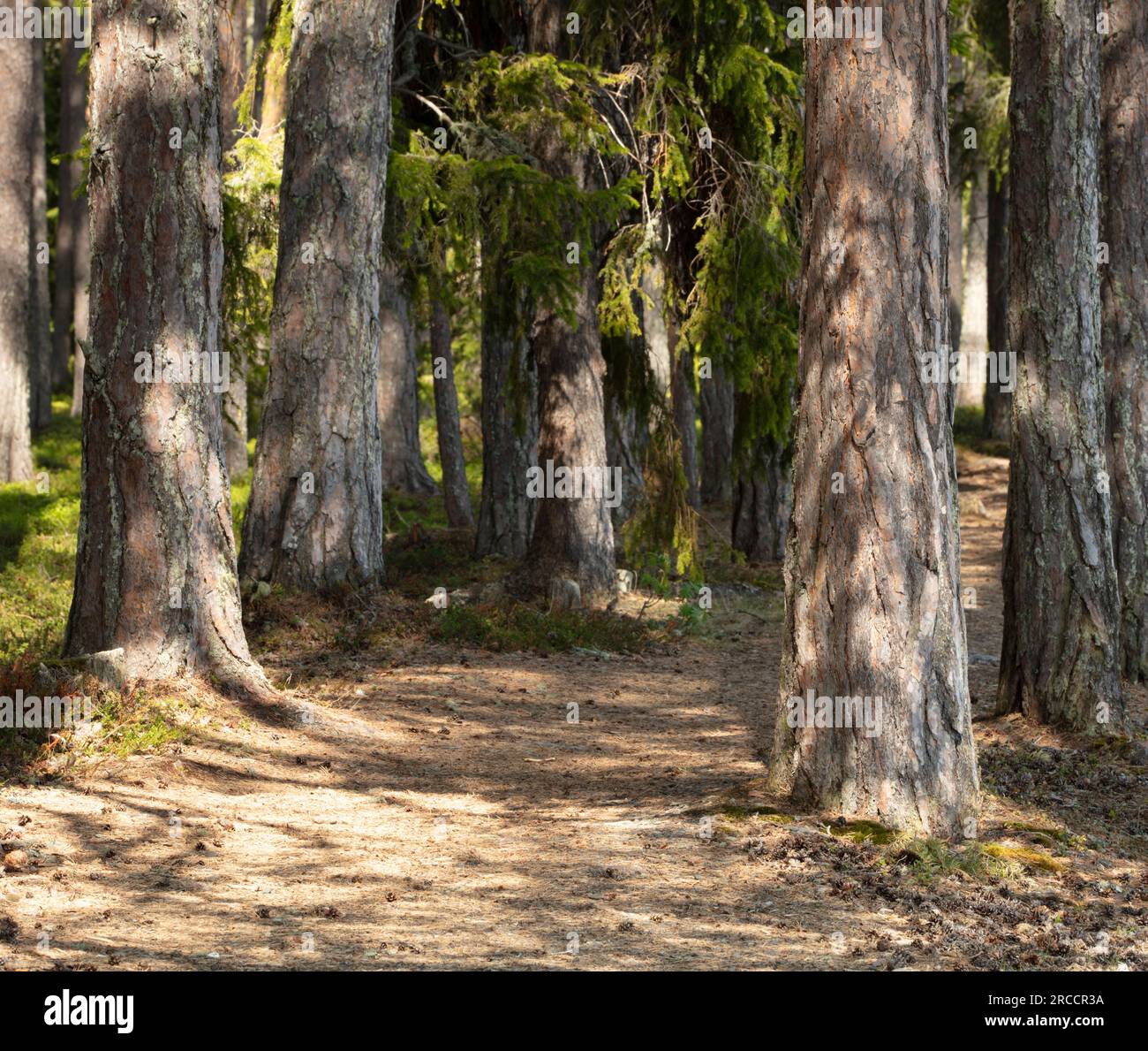 Airy and light forest, path, roots, and pine trees. Strong trunks and ...