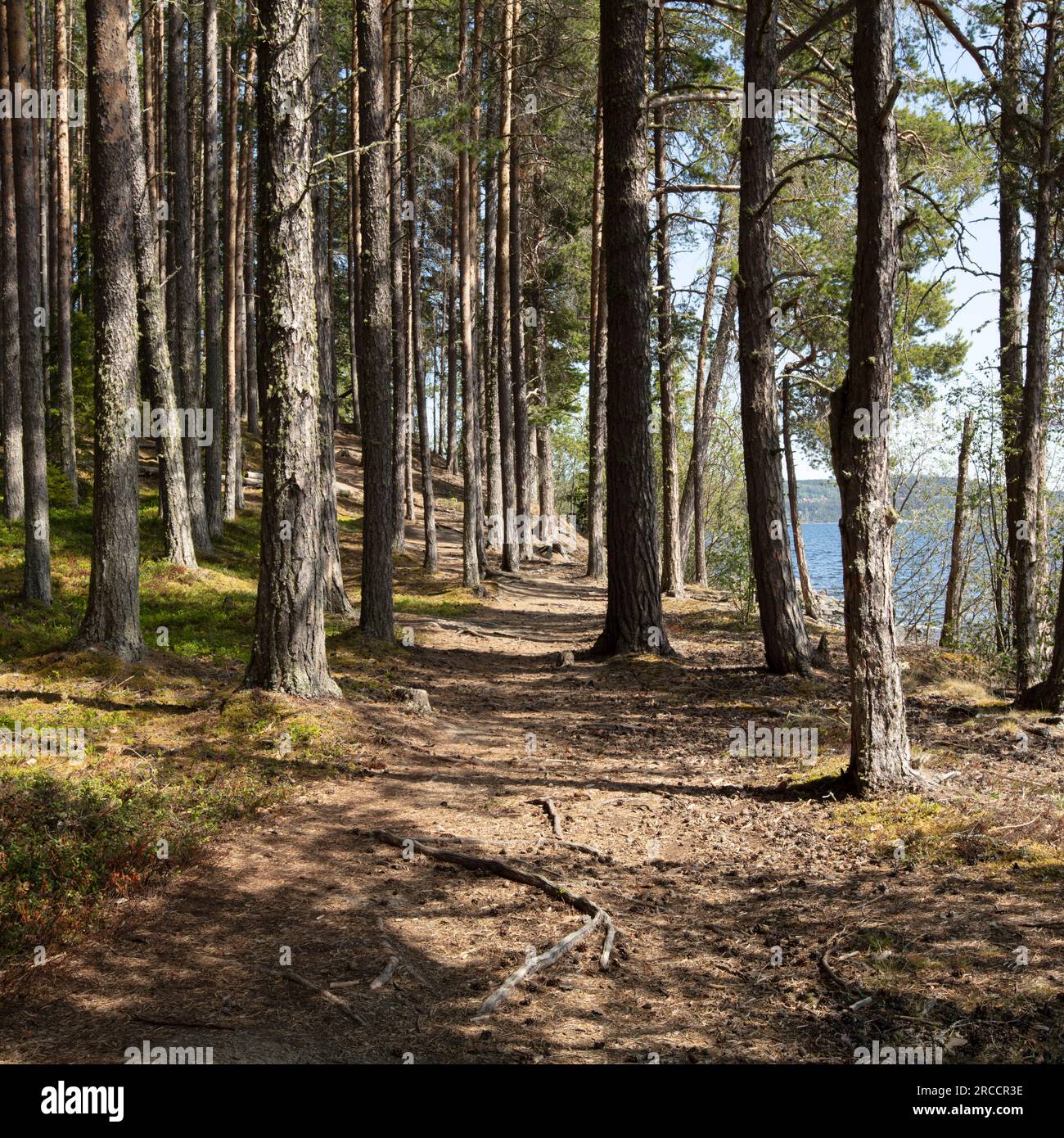 Airy and light forest, path, roots, and pine trees. Strong trunks and ...