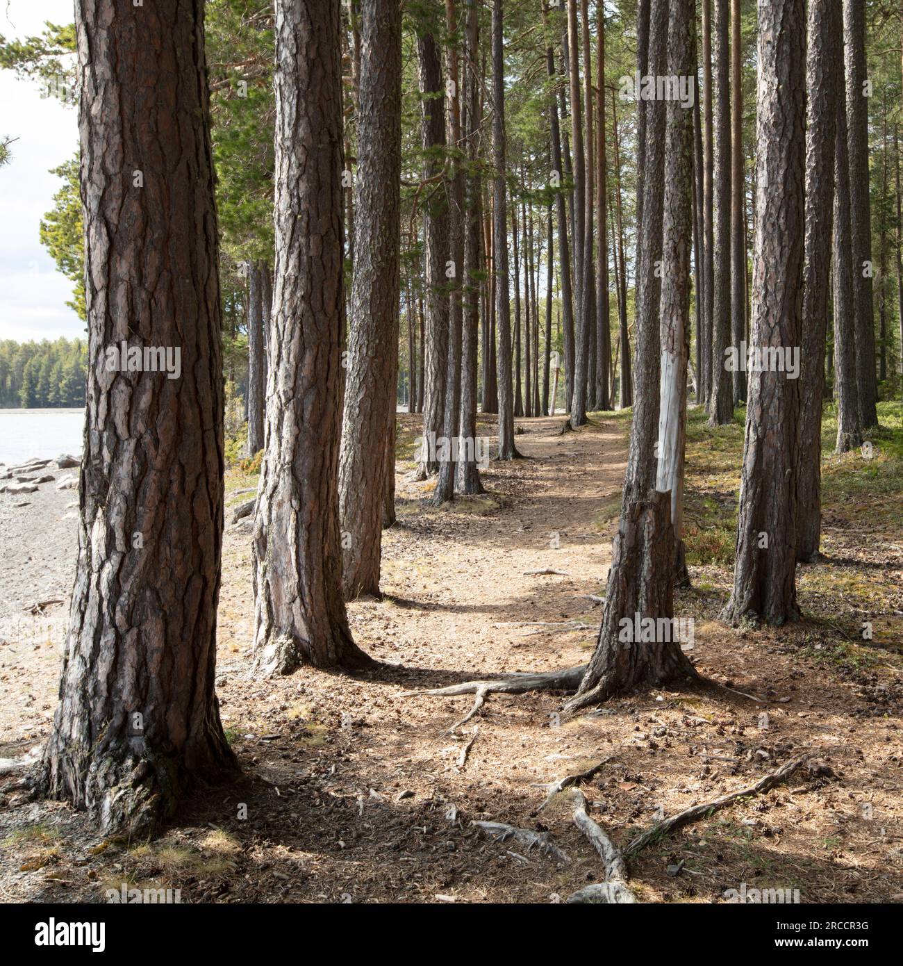 Airy and light forest, path, roots, and pine trees. Strong trunks and ...