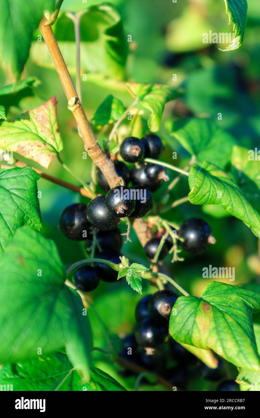 Black currant bush outdoors in rural, berry branch black currant bush ...